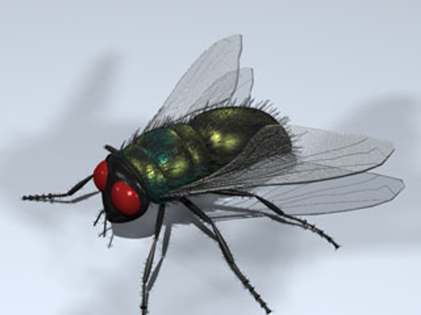 Fly Housefly 3d Model