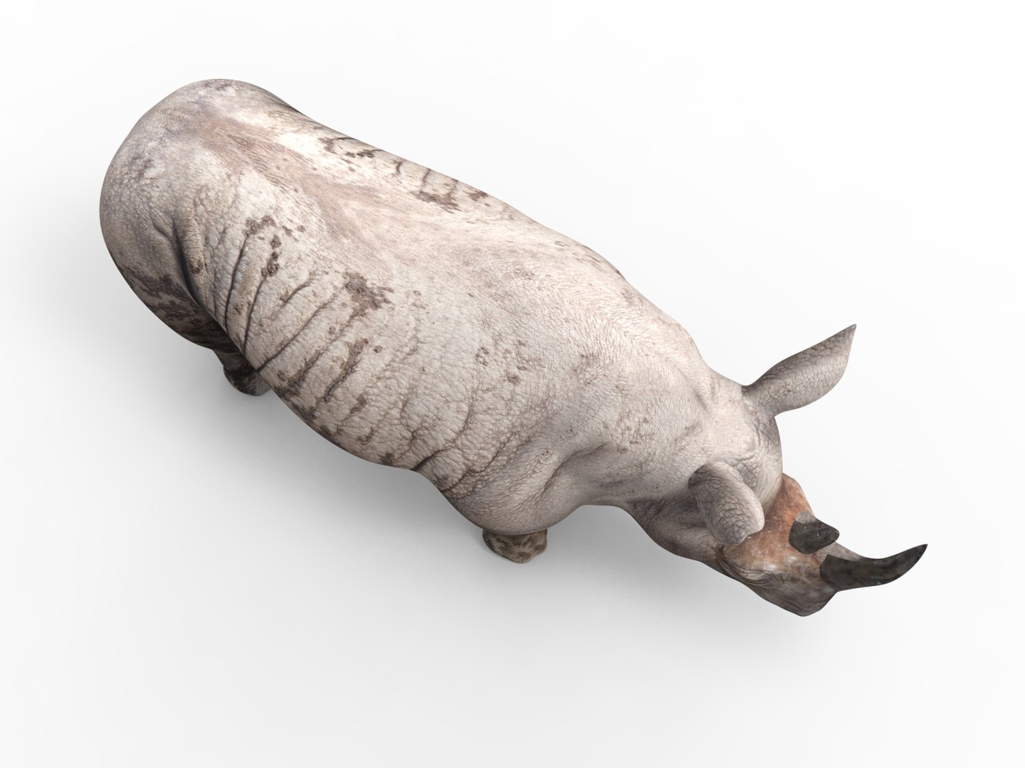 3D Dirty Realistic Rhino - TurboSquid 1257184