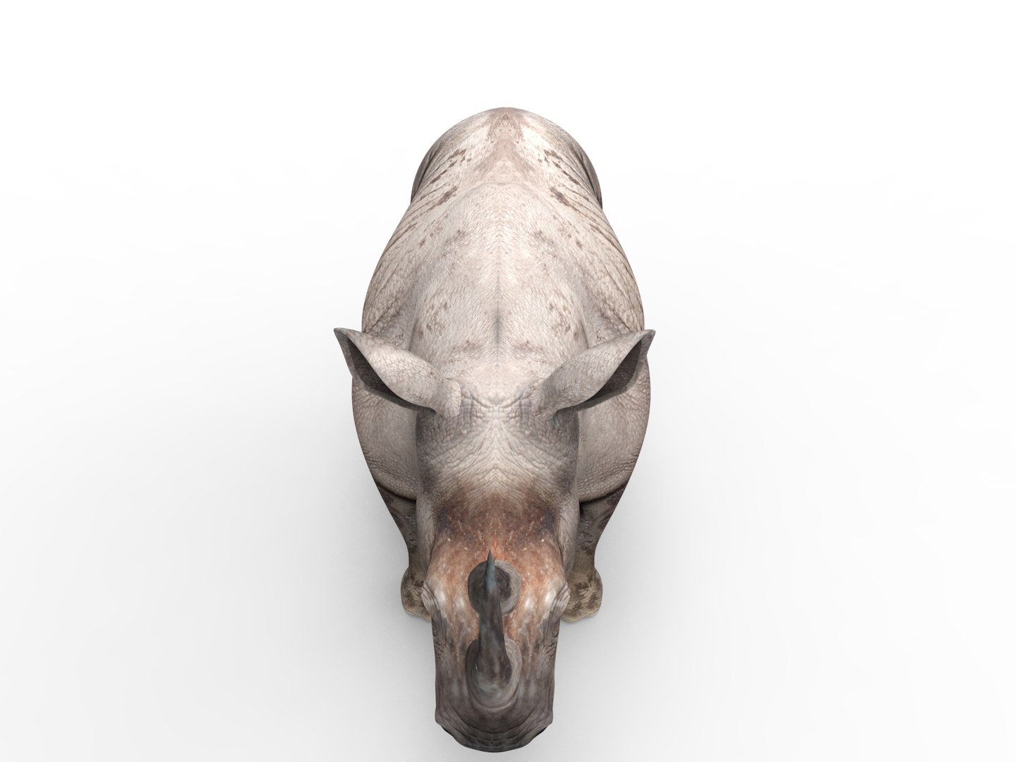3D Dirty Realistic Rhino - TurboSquid 1257184