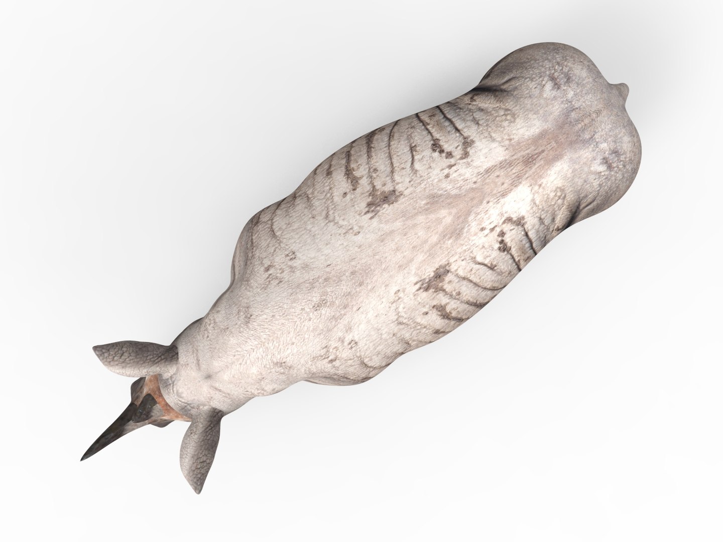 3D Dirty Realistic Rhino - TurboSquid 1257184