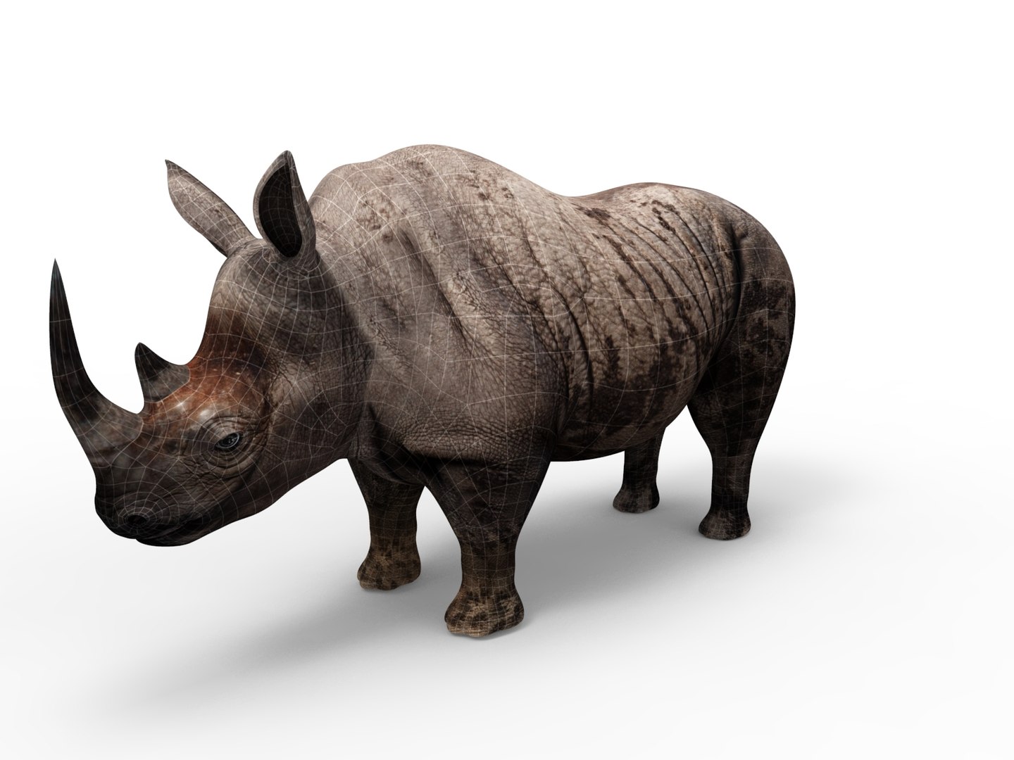 3D Dirty Realistic Rhino - TurboSquid 1257184