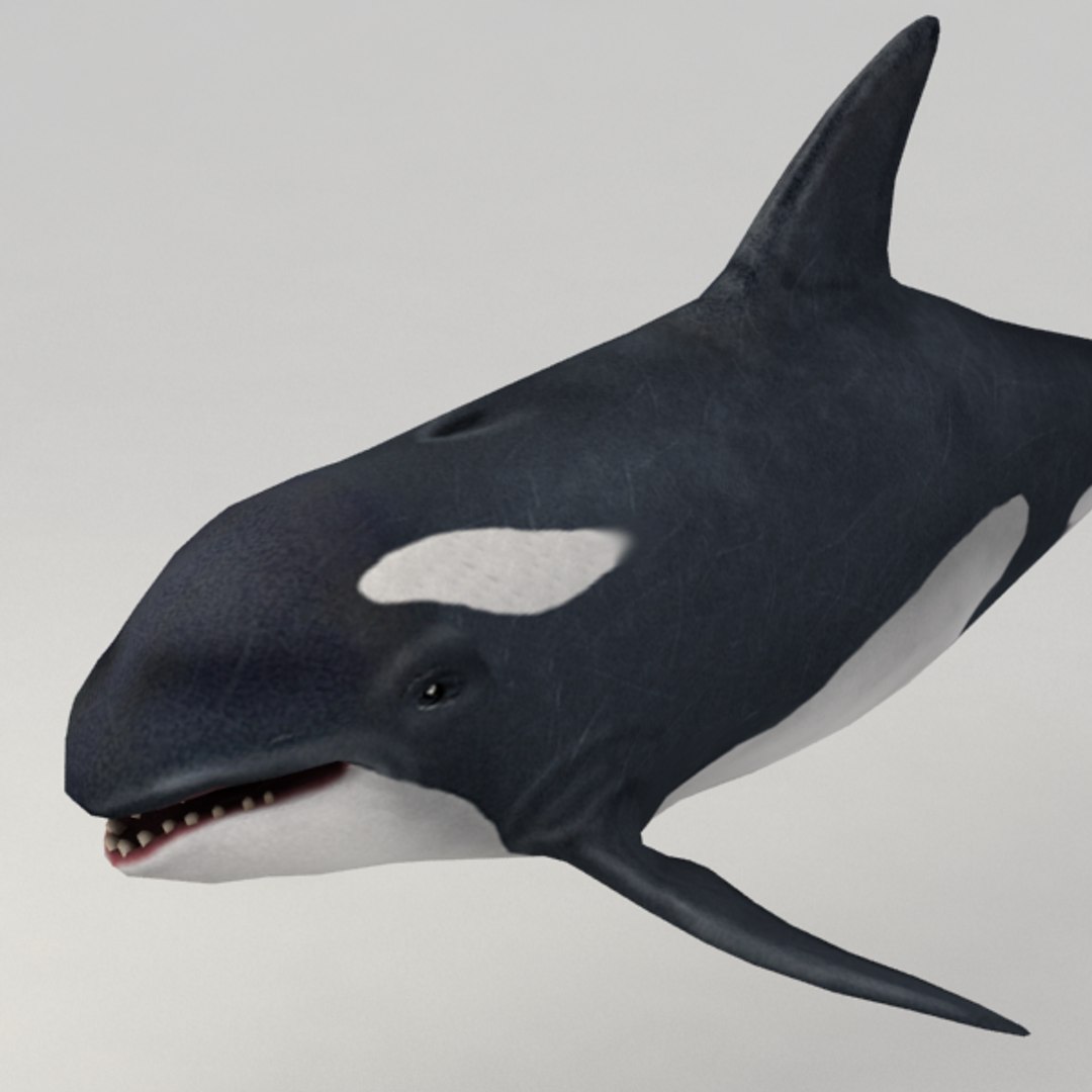 3d Rigged Orca Model
