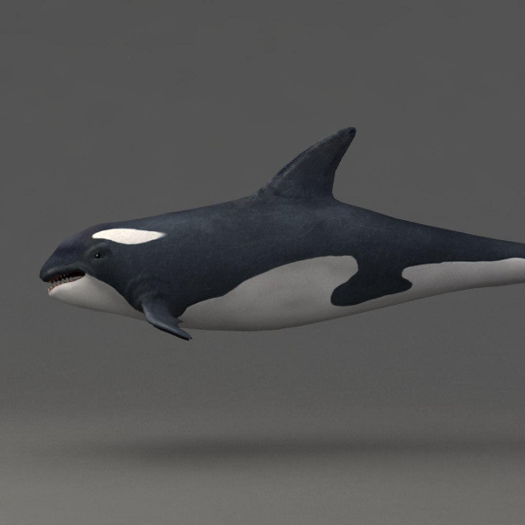3d Rigged Orca Model