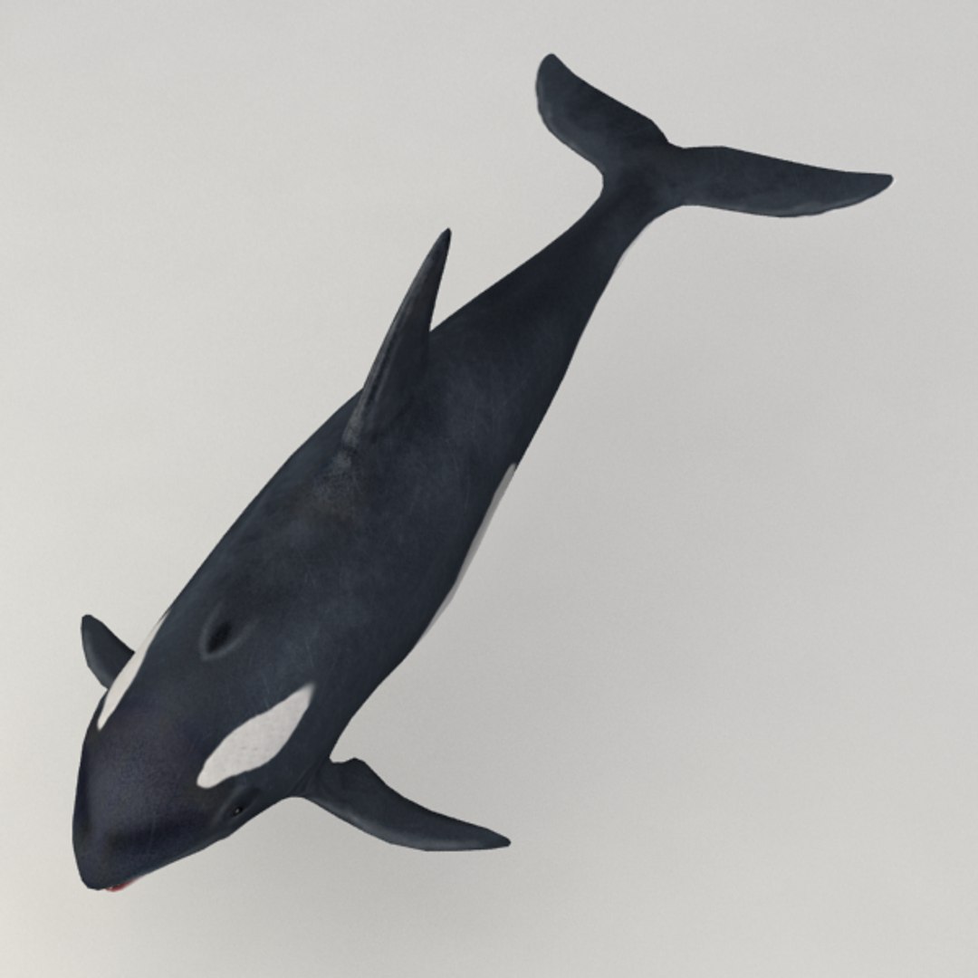 3d Rigged Orca Model