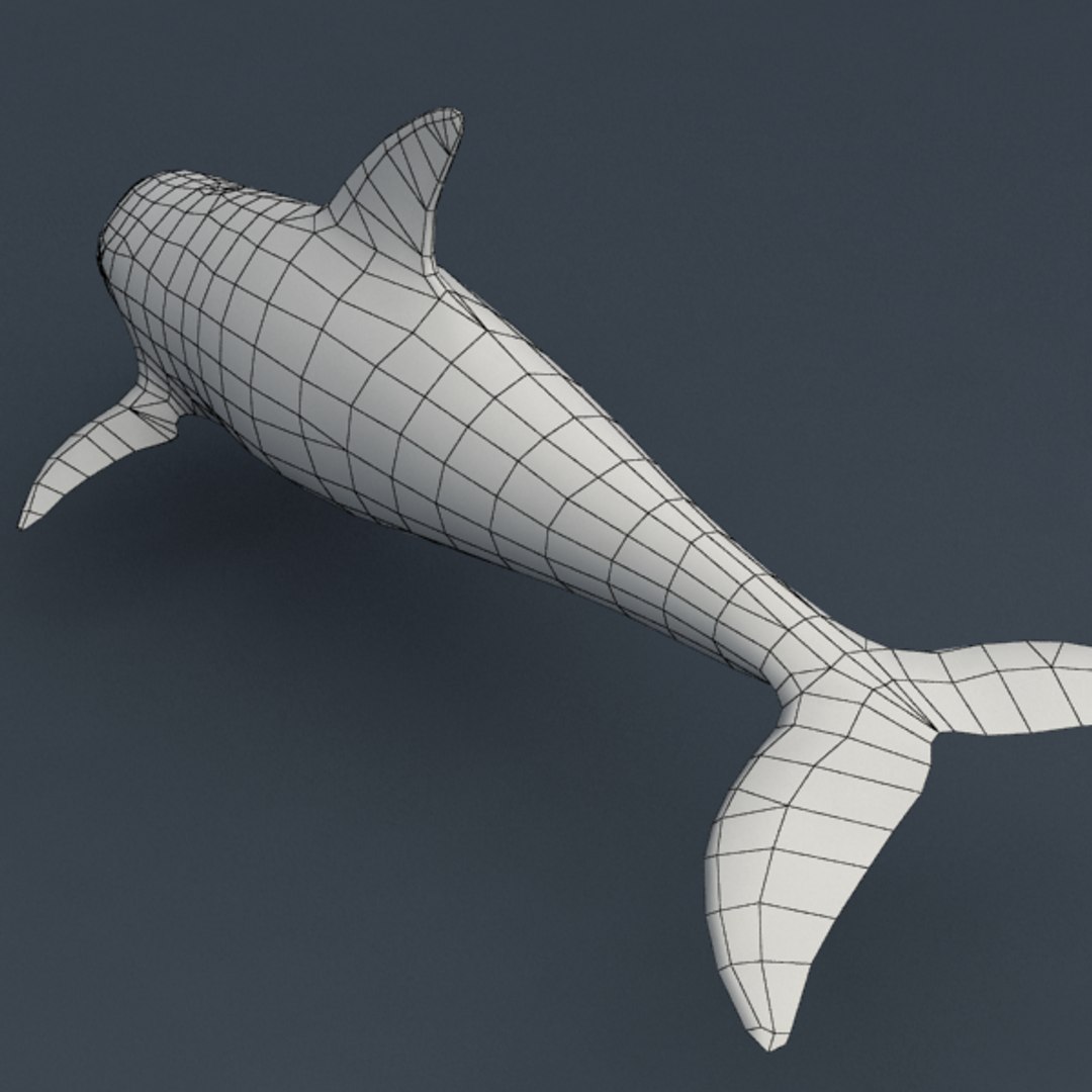 3d Rigged Orca Model