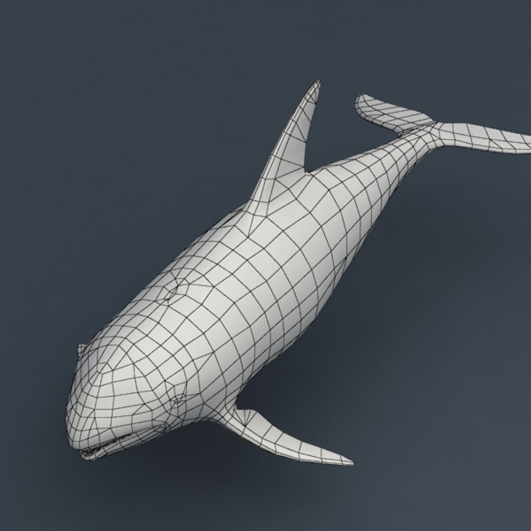 3d Rigged Orca Model