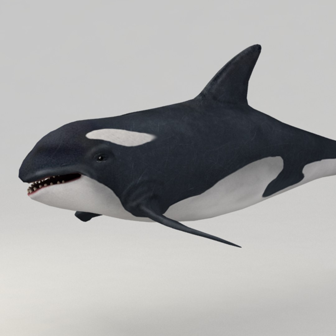 3d Rigged Orca Model