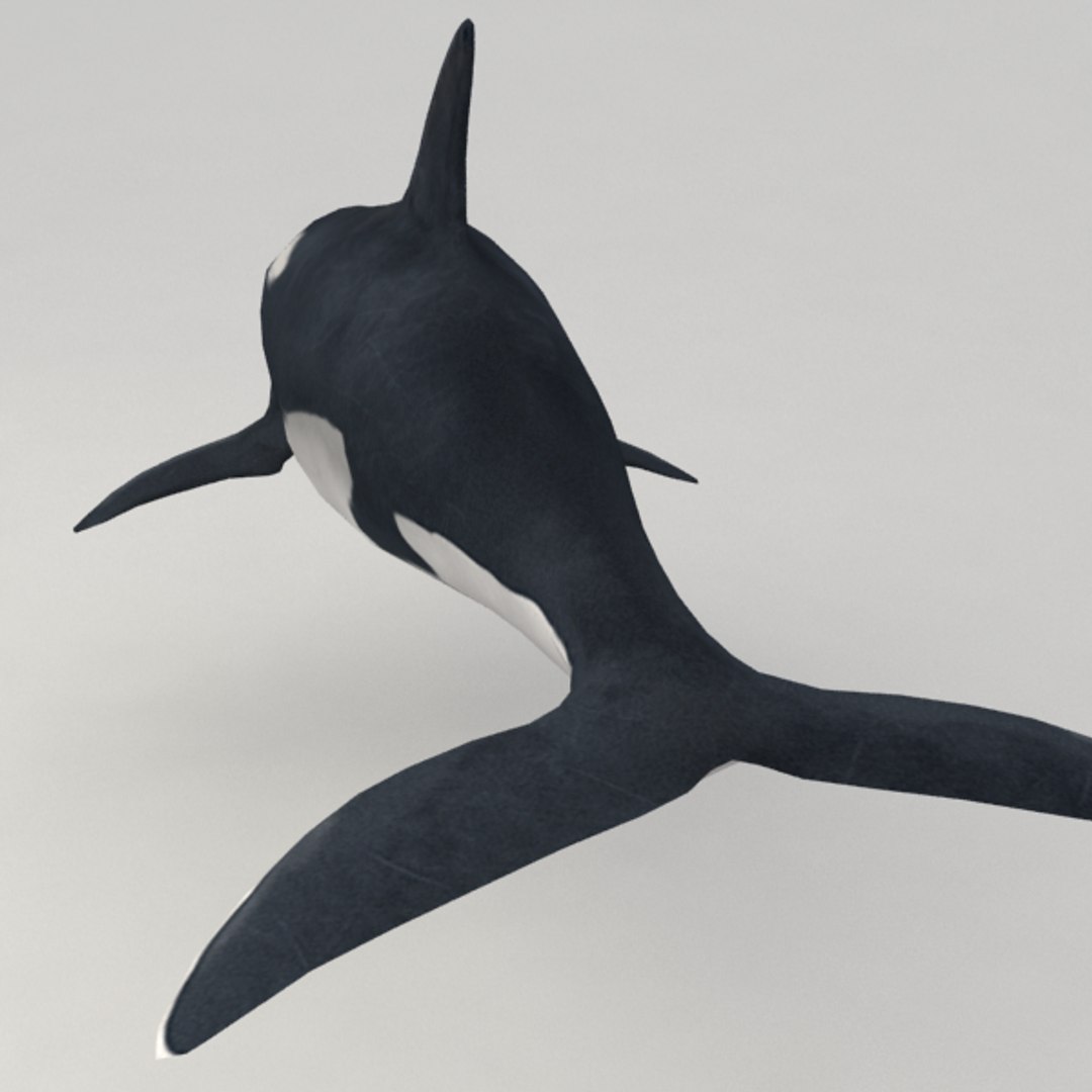 3d Rigged Orca Model