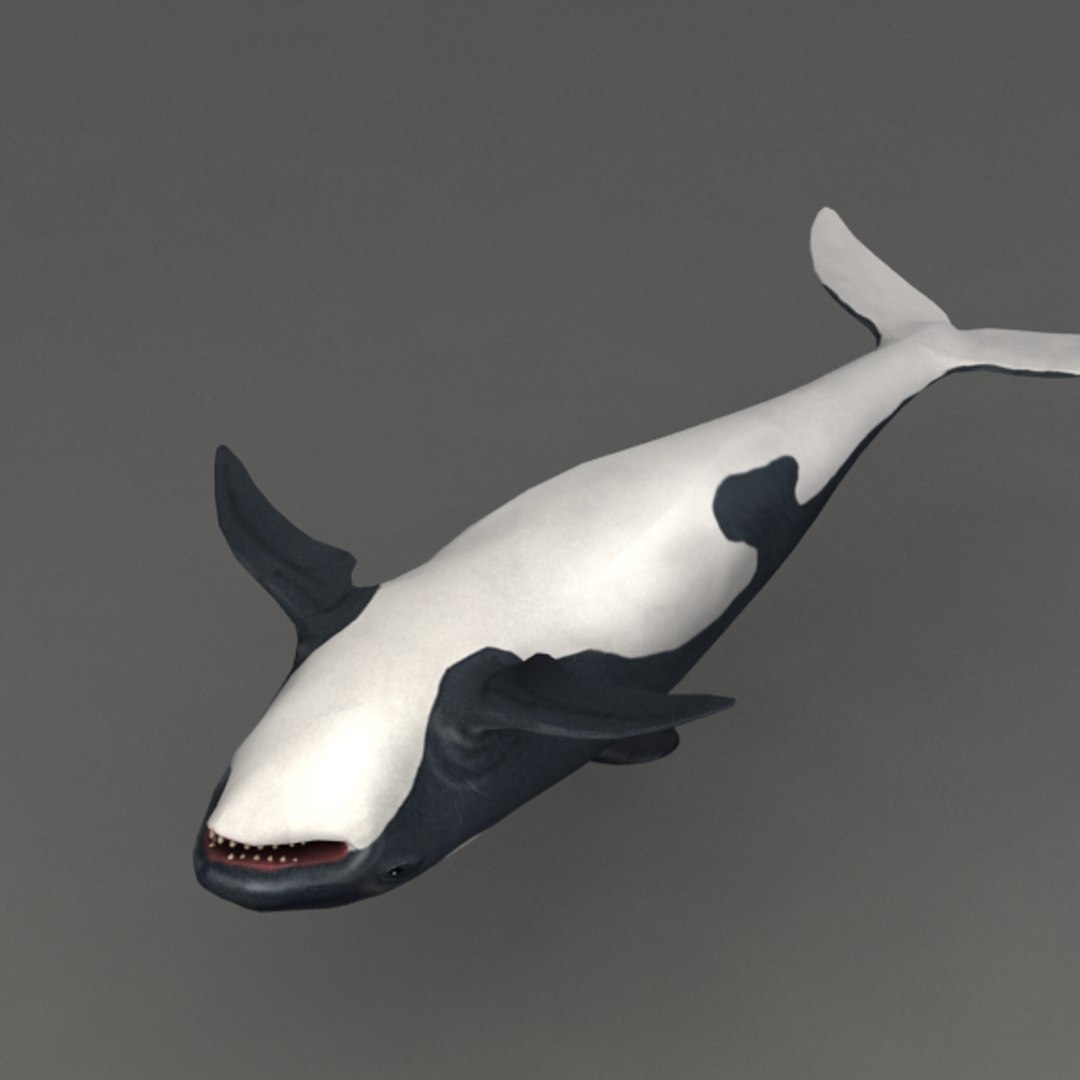 3d Rigged Orca Model