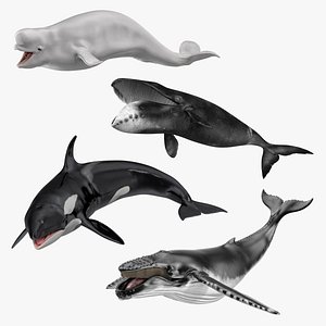 3D Orca Models | TurboSquid