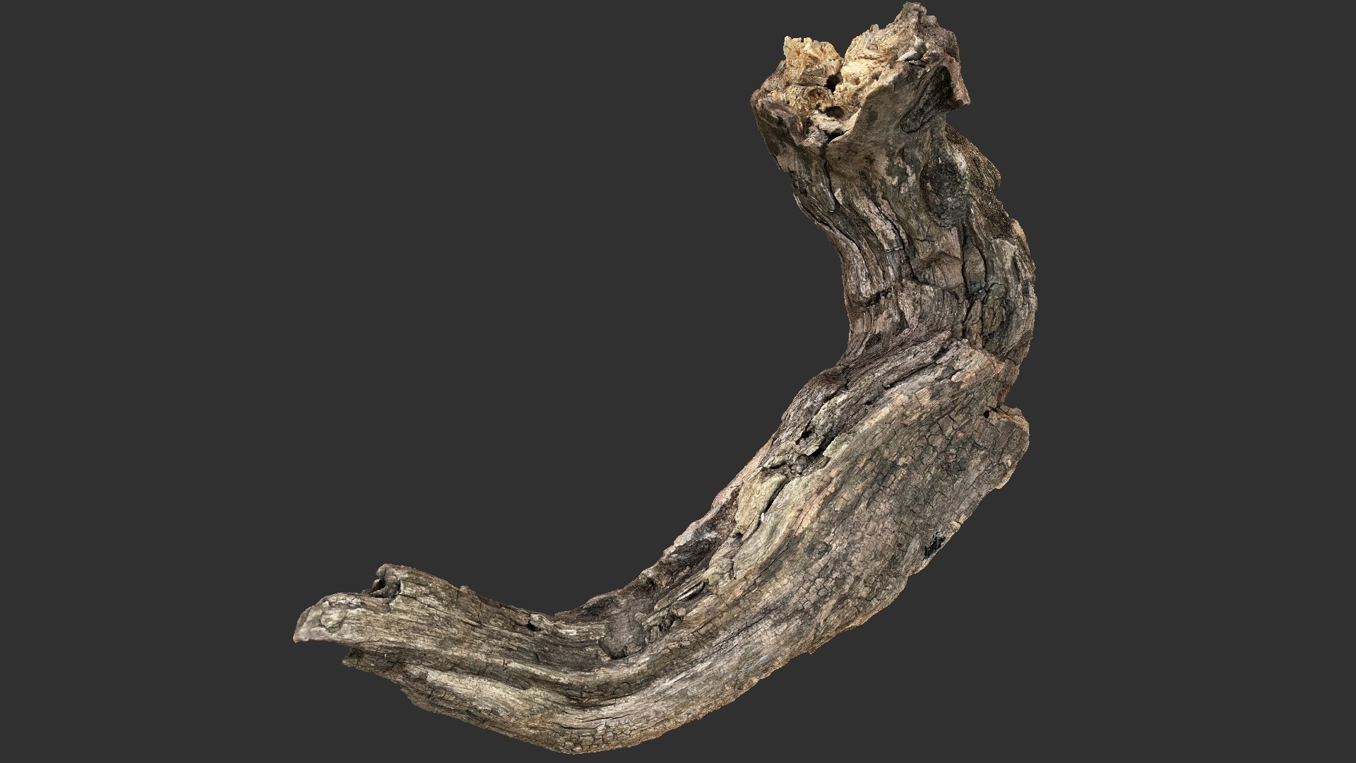 3D 3d scan of Tree trunk - TurboSquid 2151152