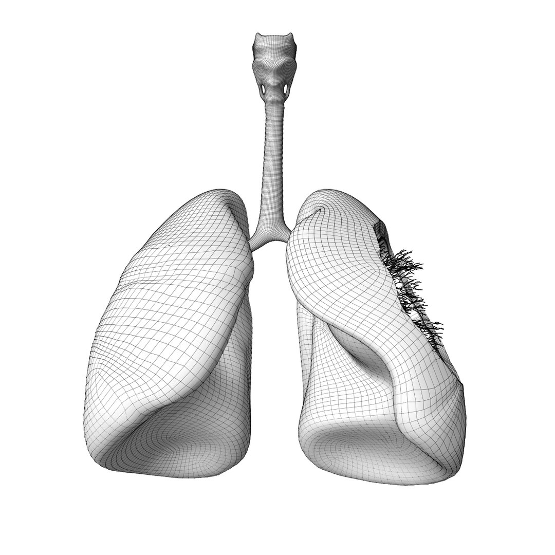3D Human Lungs Model - TurboSquid 1521141