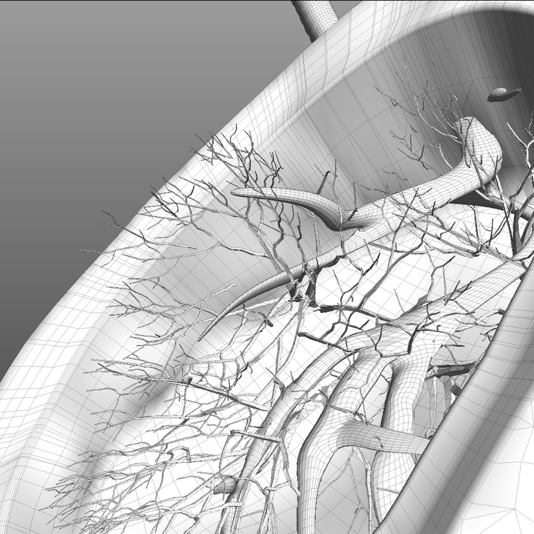 3D Human Lungs Model - TurboSquid 1521141