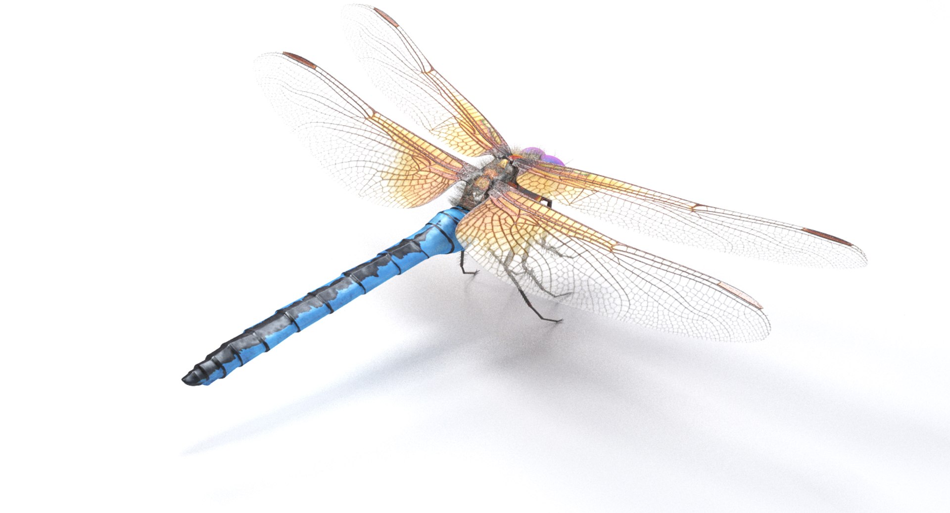 Dragonfly Animation 3d Model