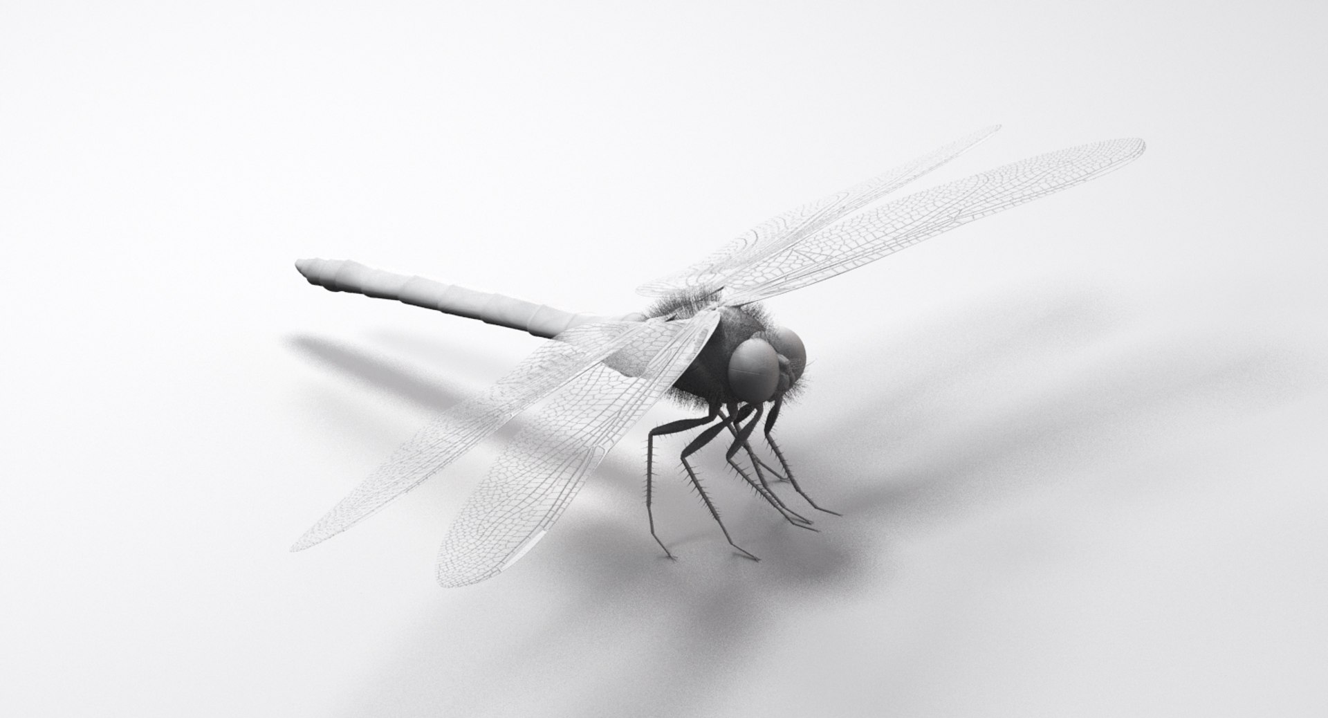 Dragonfly Animation 3d Model