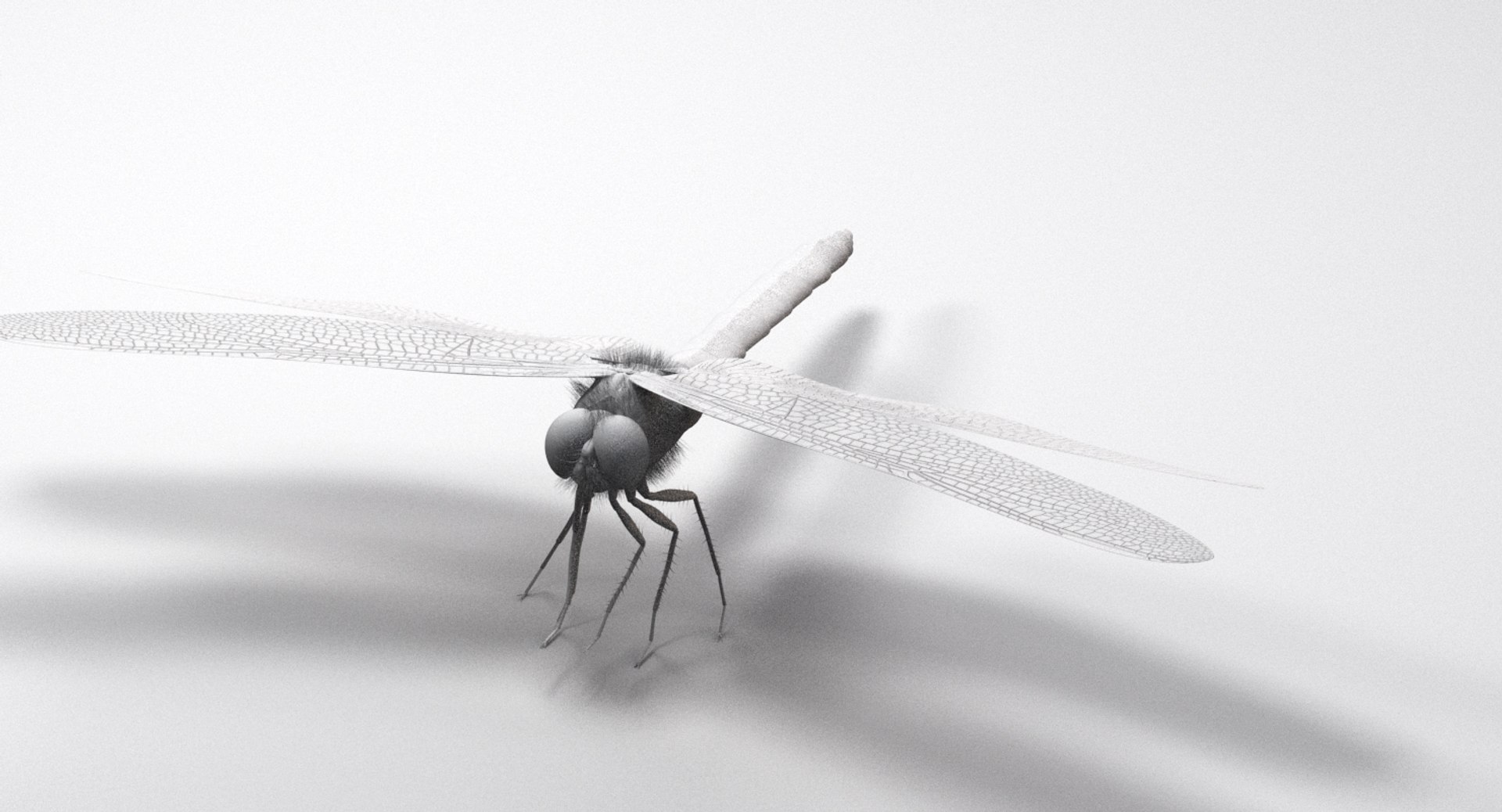 Dragonfly Animation 3d Model