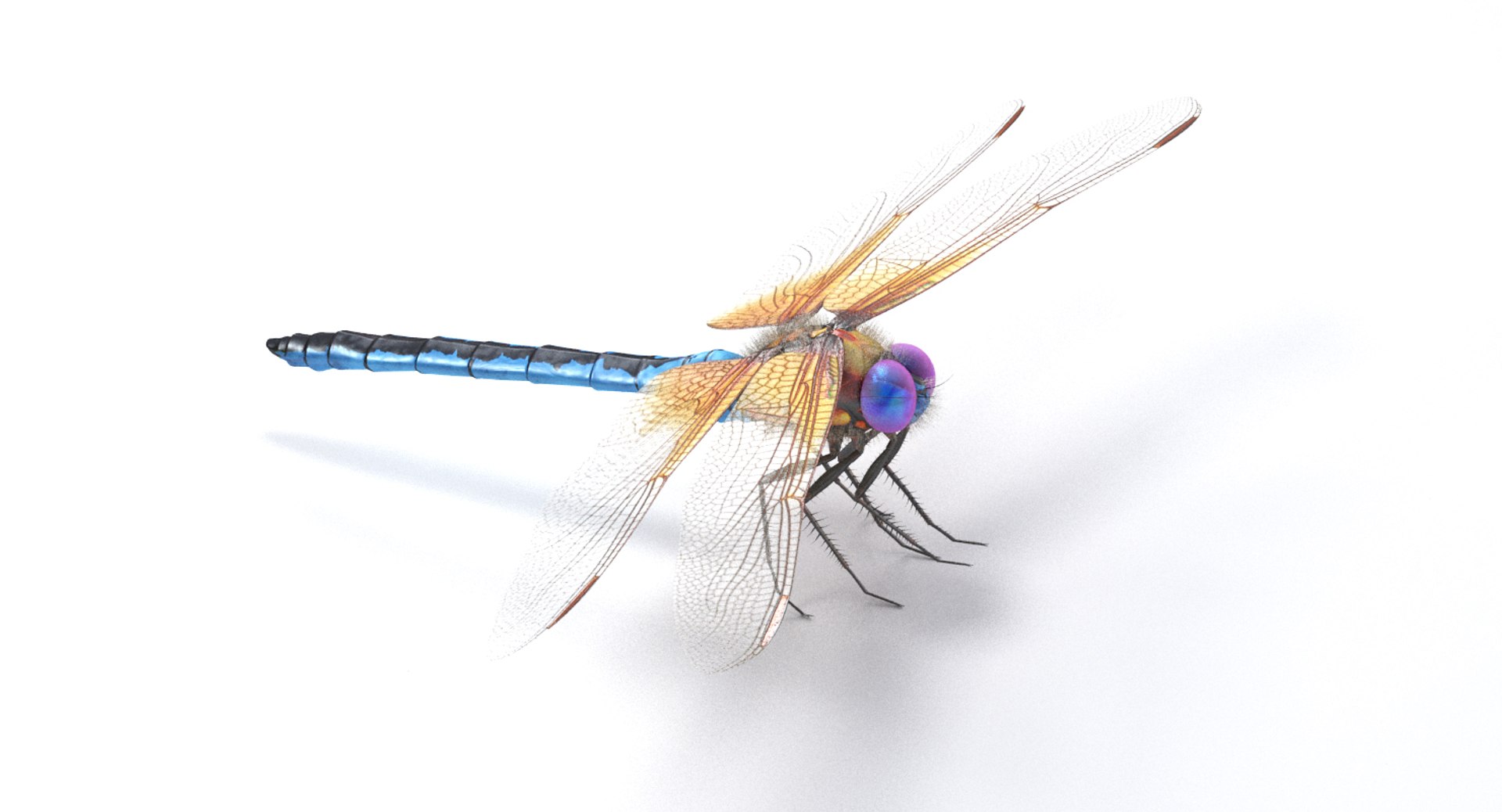 Dragonfly Animation 3d Model