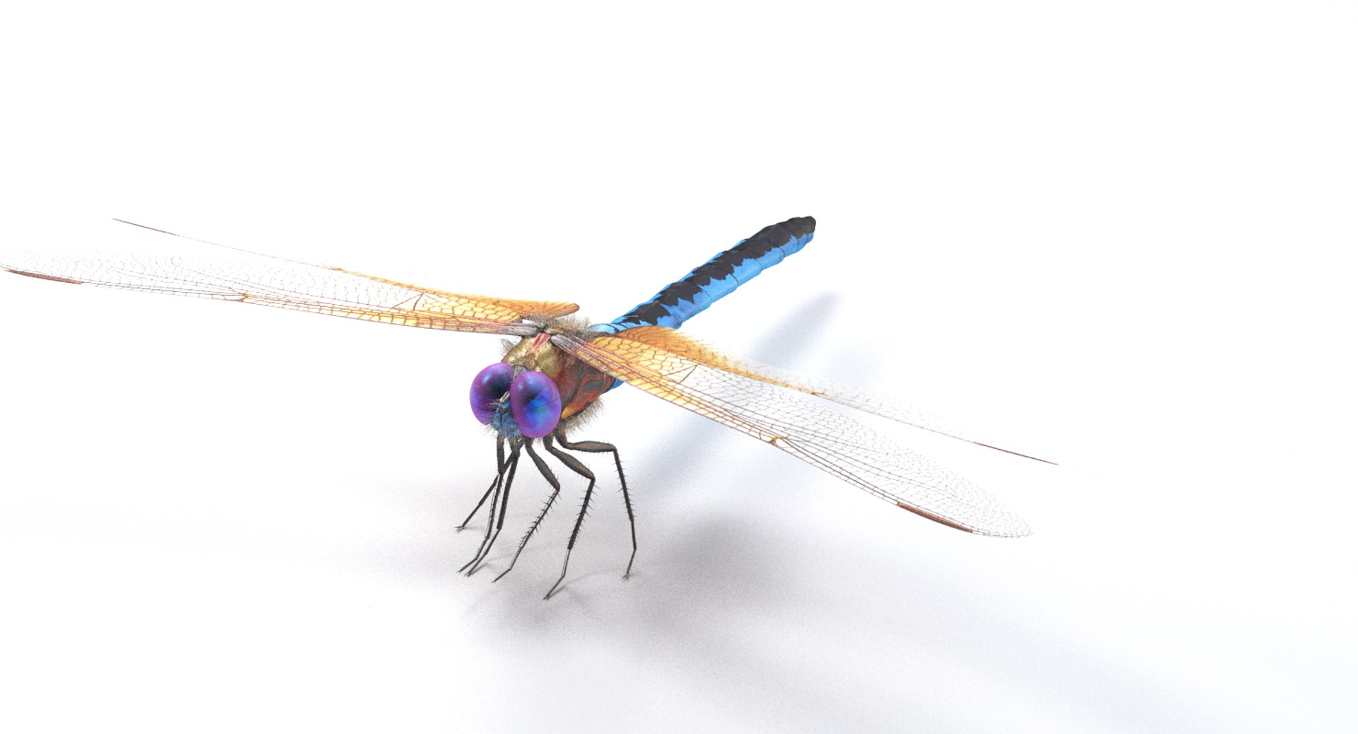 Dragonfly Animation 3d Model