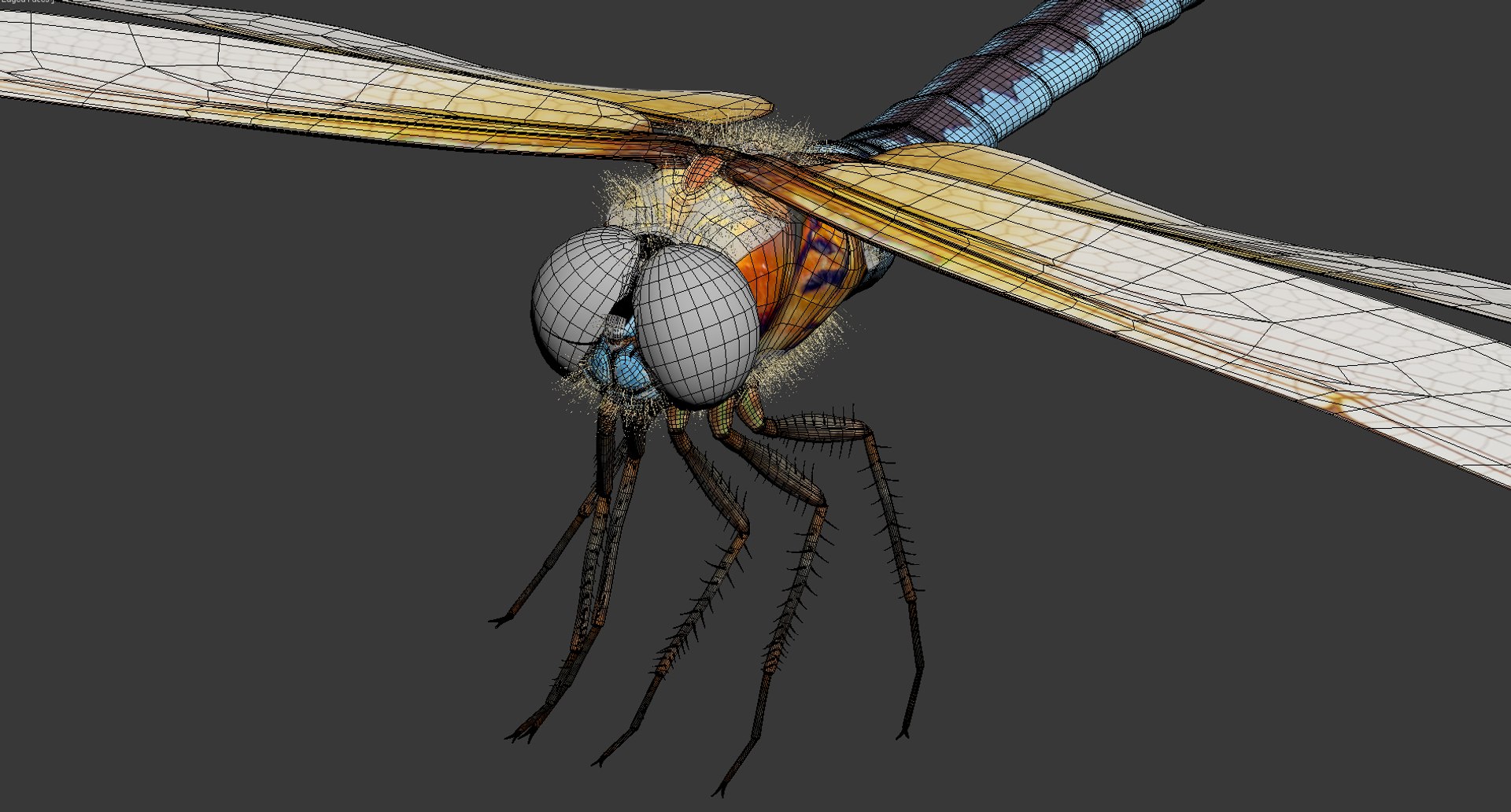 Dragonfly Animation 3d Model