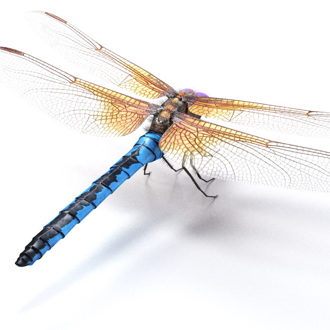 Dragonfly Animation 3d Model