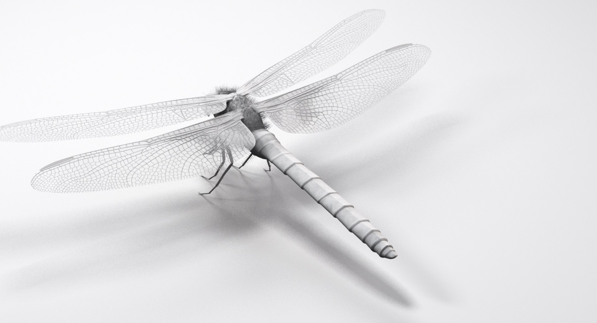 Dragonfly Animation 3d Model
