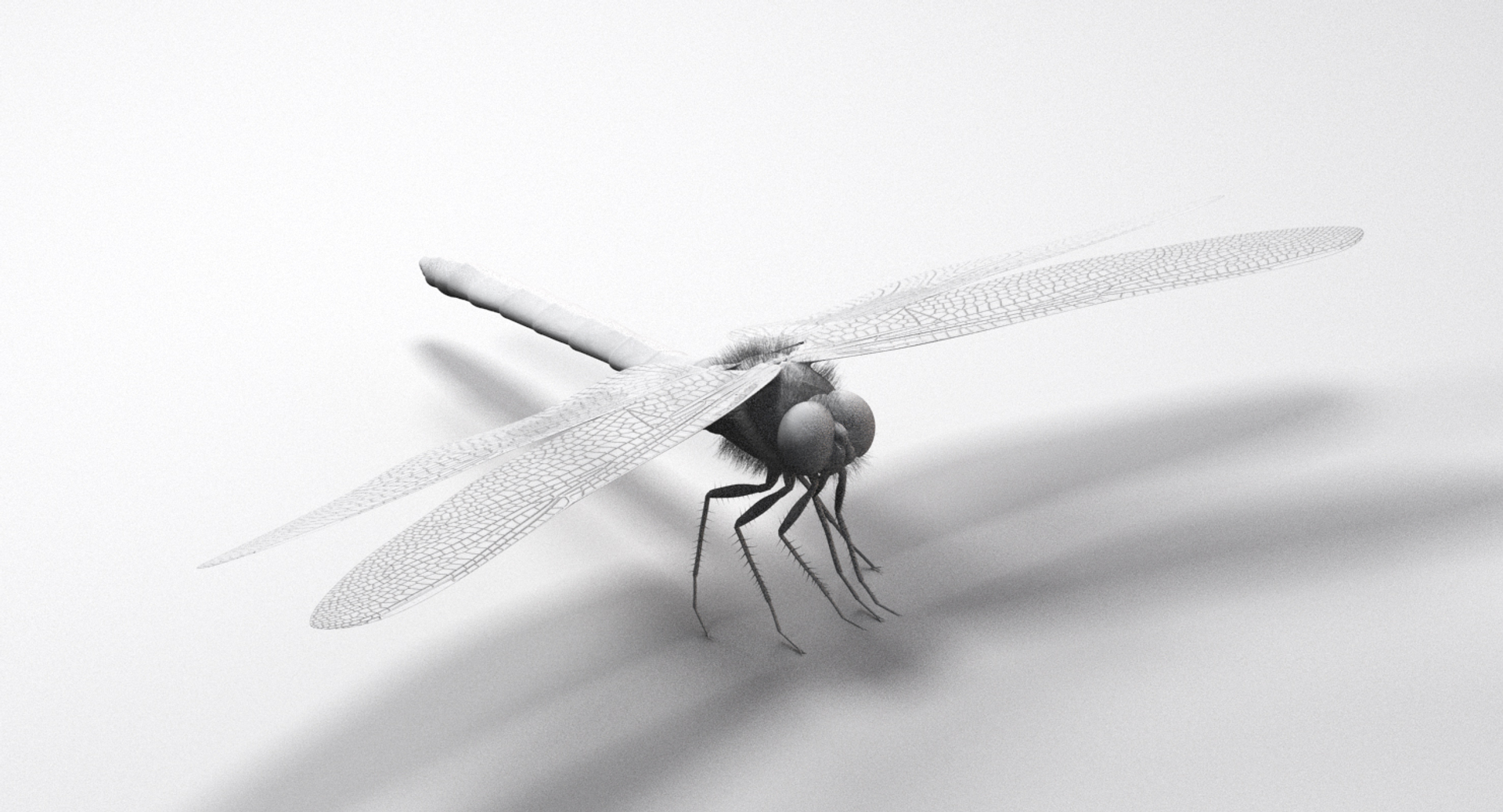 Dragonfly Animation 3d Model