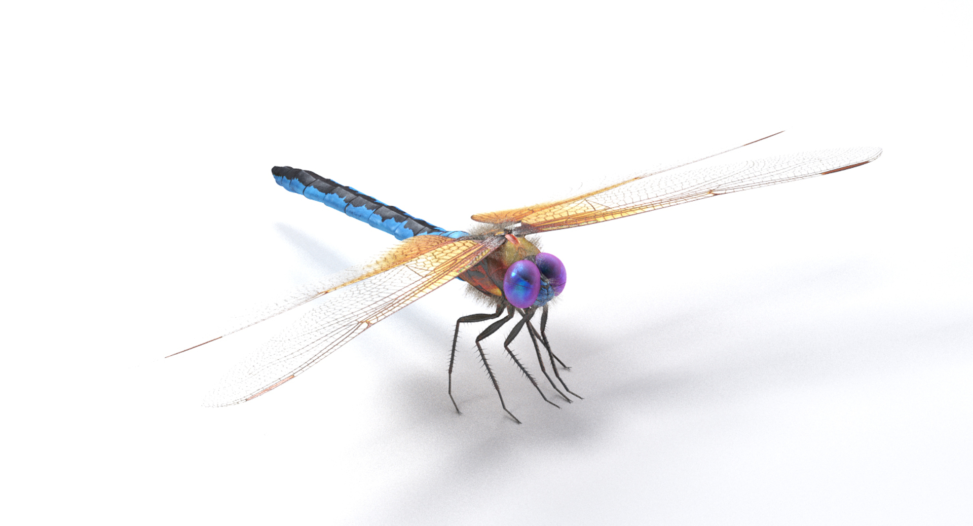 Dragonfly Animation 3d Model