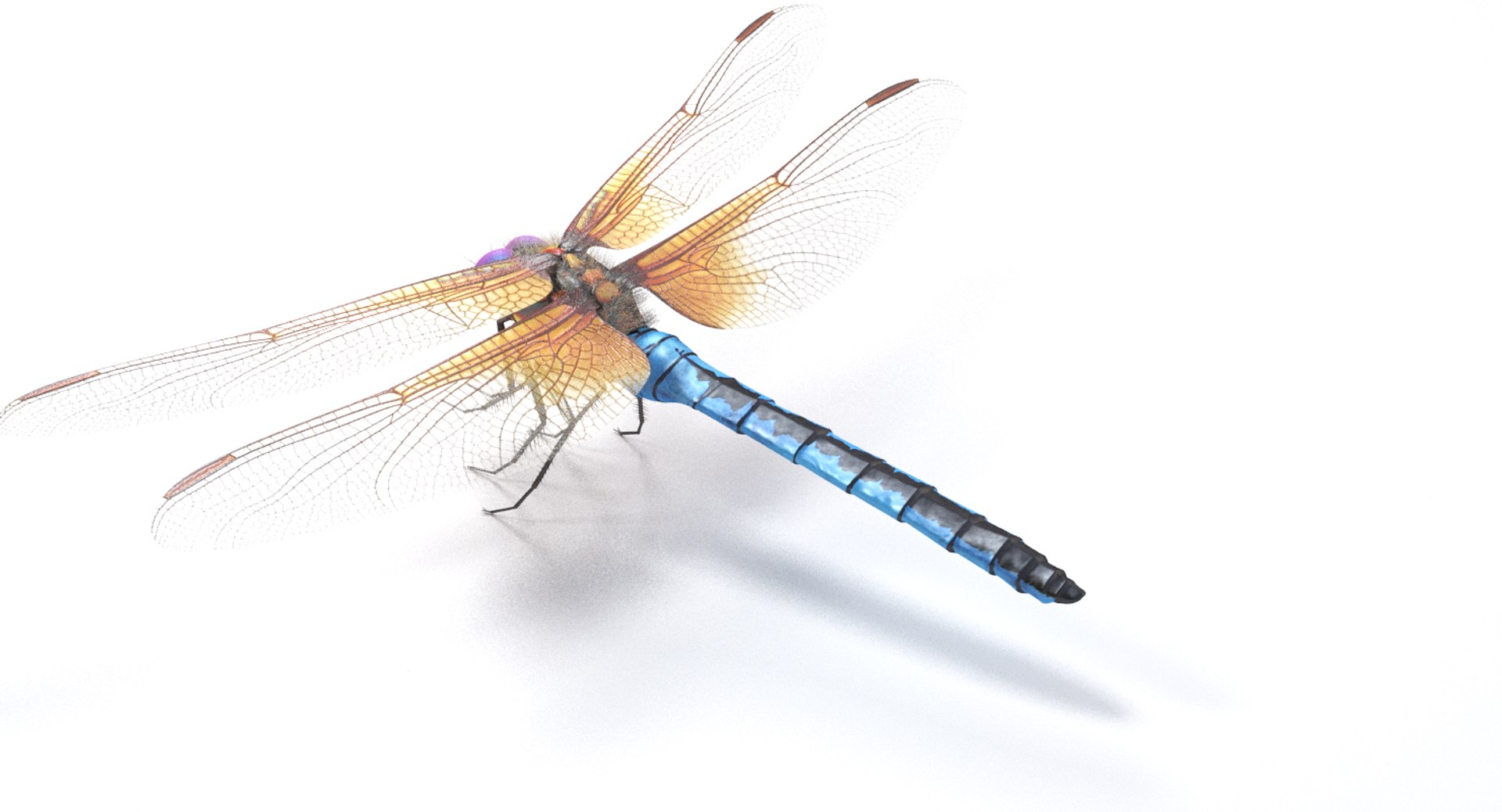 Dragonfly Animation 3d Model