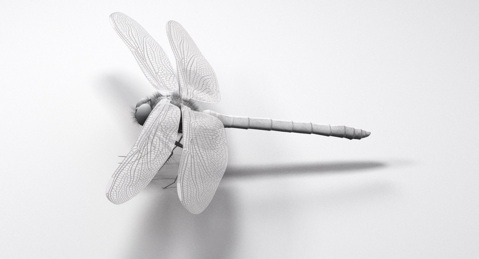Dragonfly Animation 3d Model