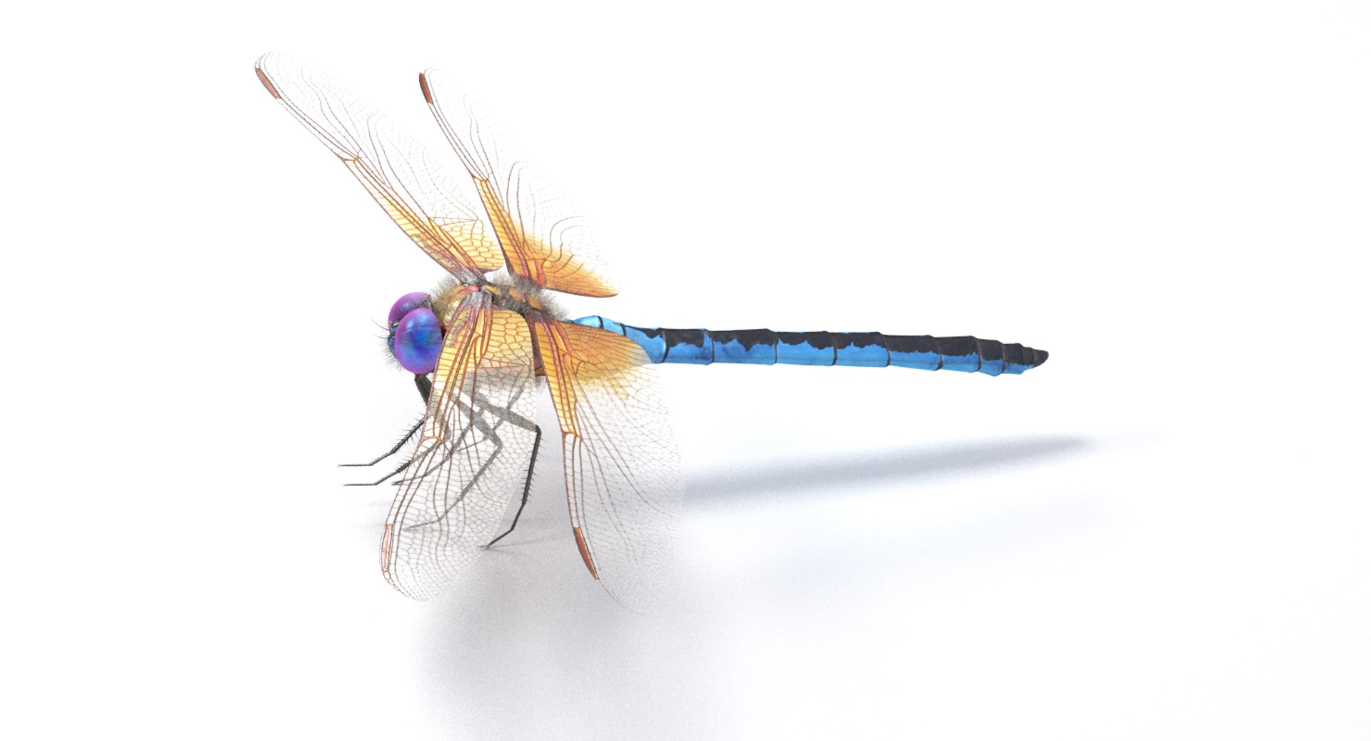 Dragonfly Animation 3d Model