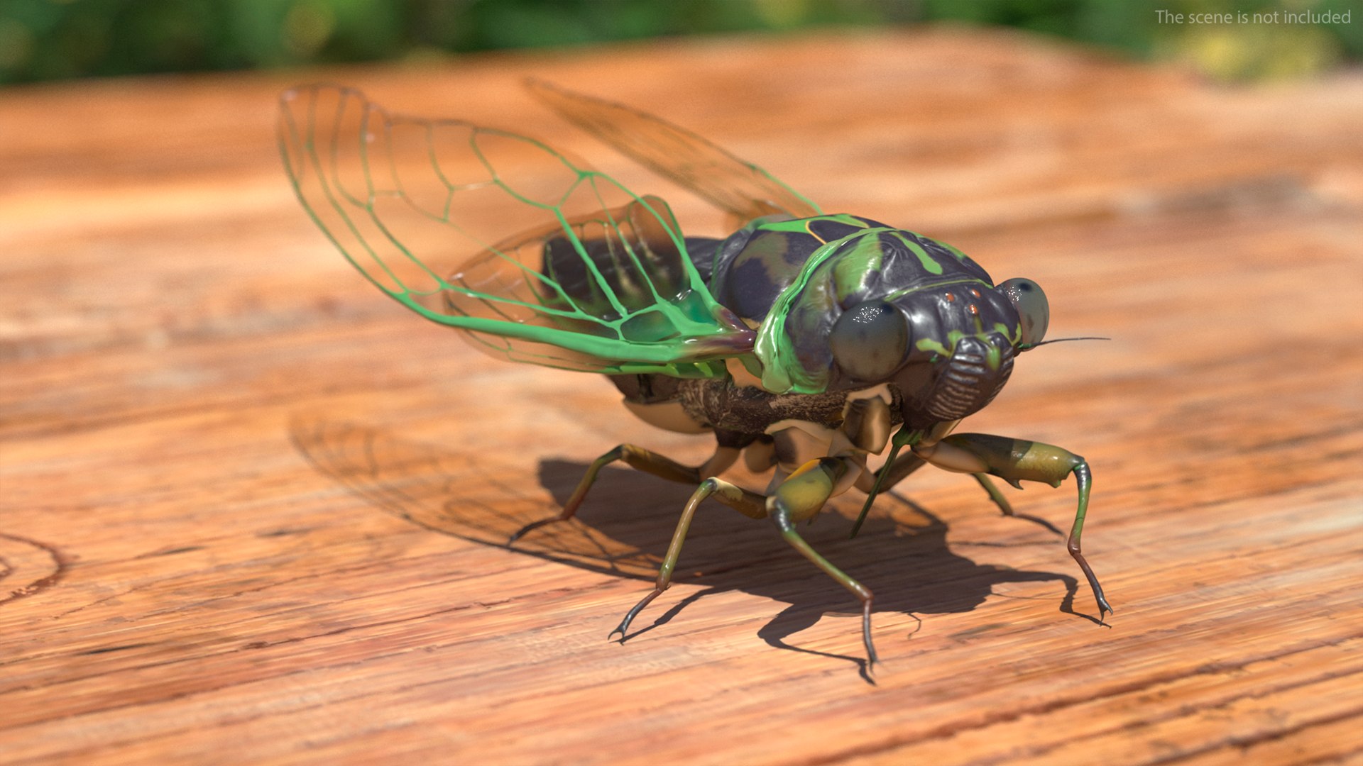 Cicada Rigged For Maya 3D - TurboSquid 2060325