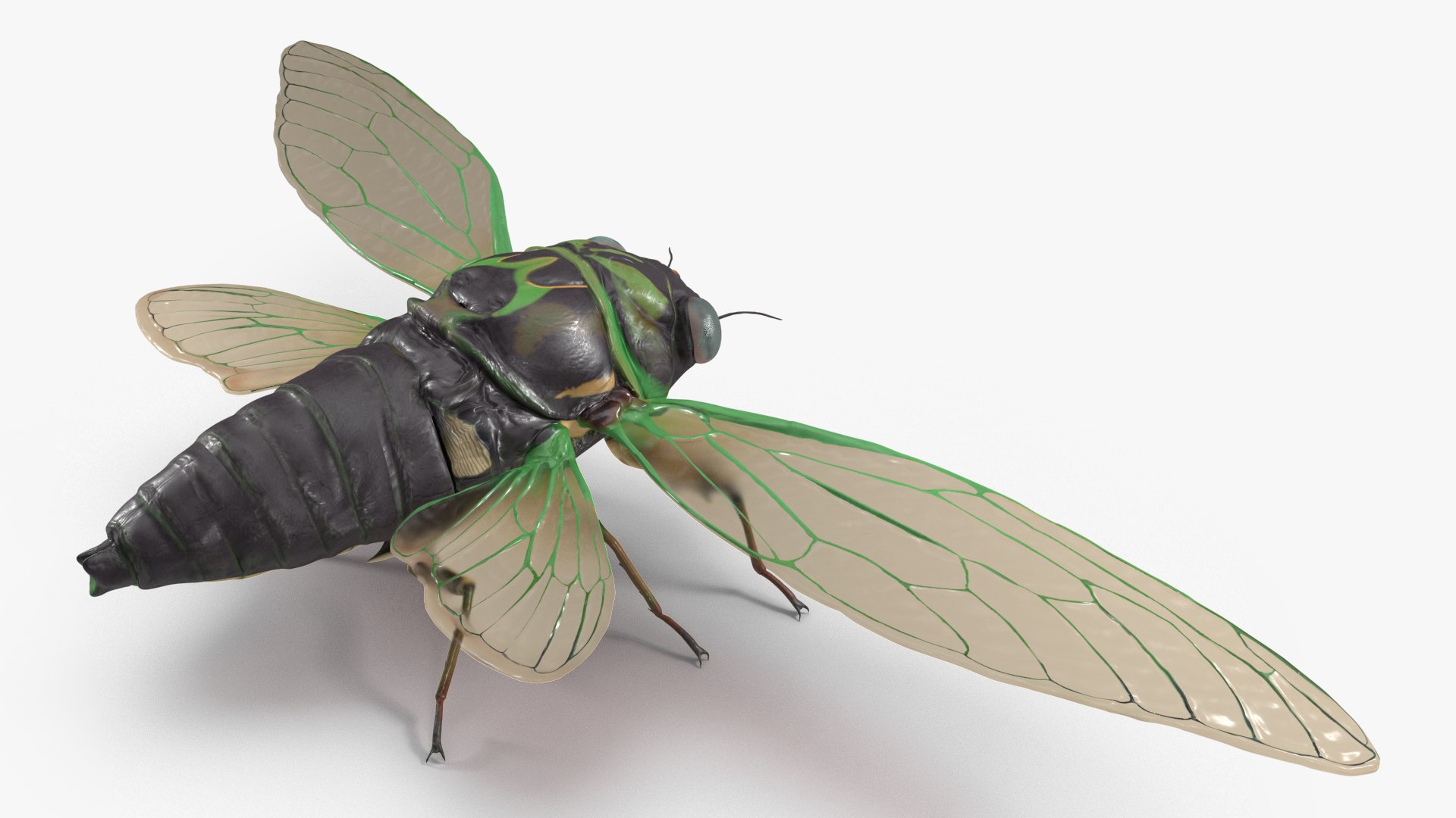 Cicada Rigged For Maya 3D - TurboSquid 2060325