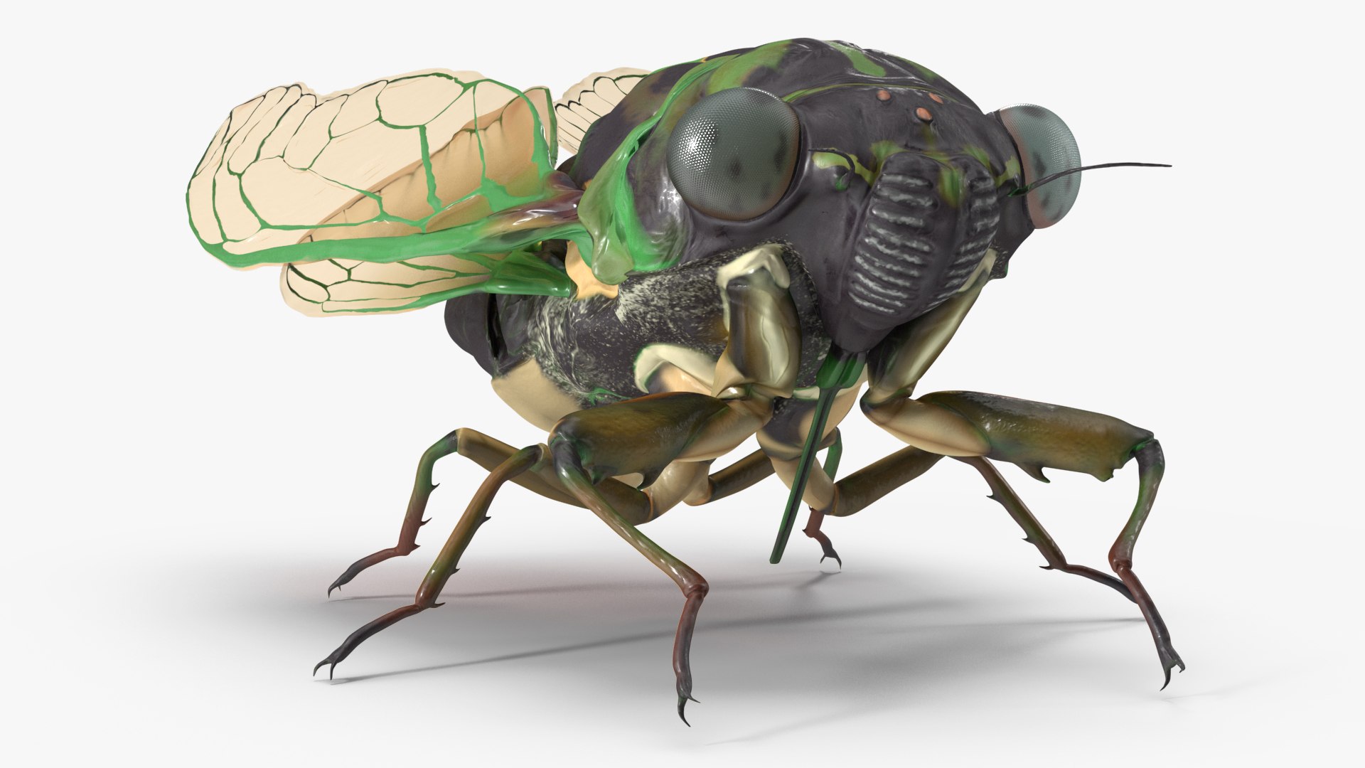 Cicada Rigged For Maya 3D - TurboSquid 2060325