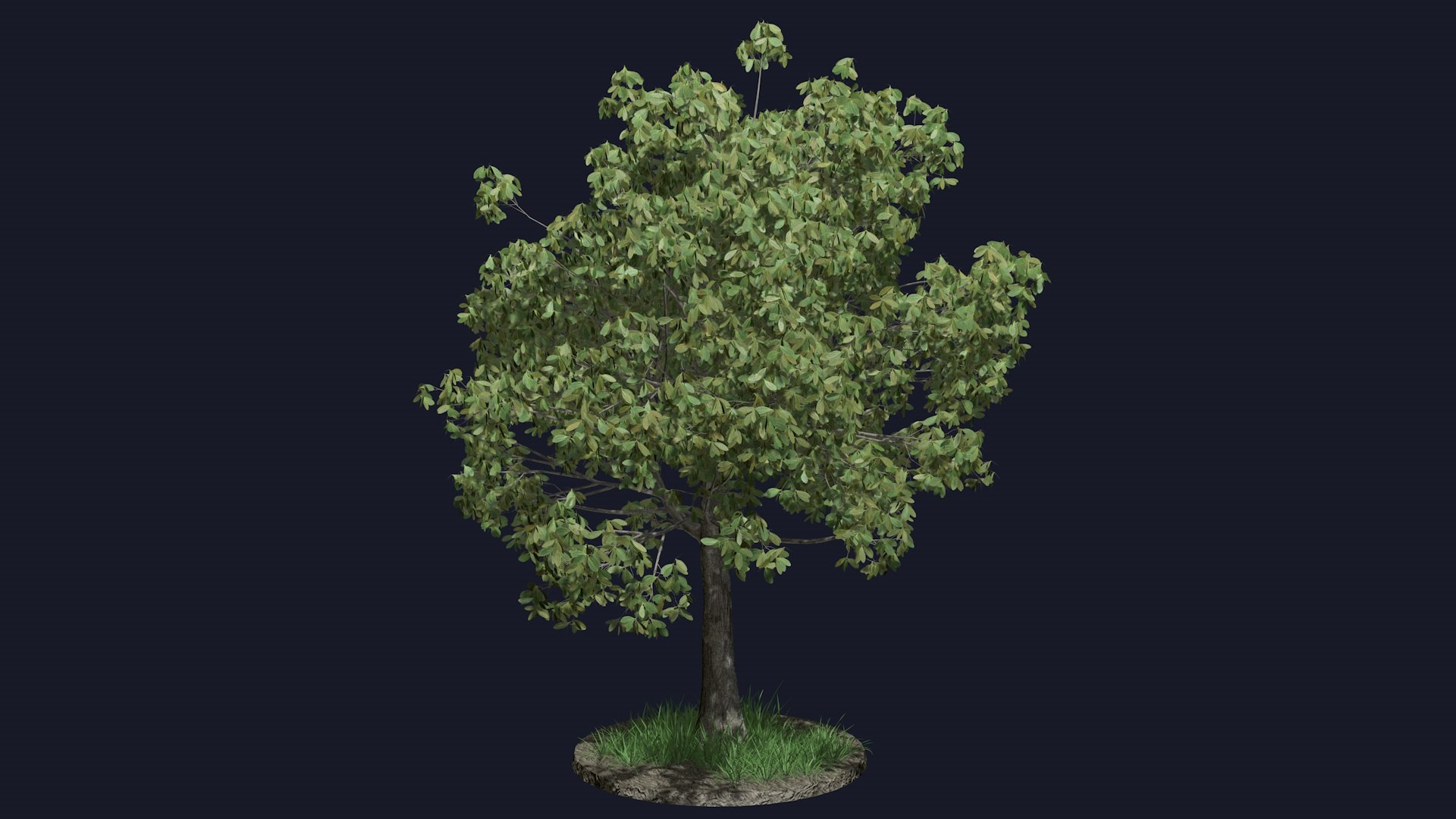 Tree leaf 3D model - TurboSquid 1703730