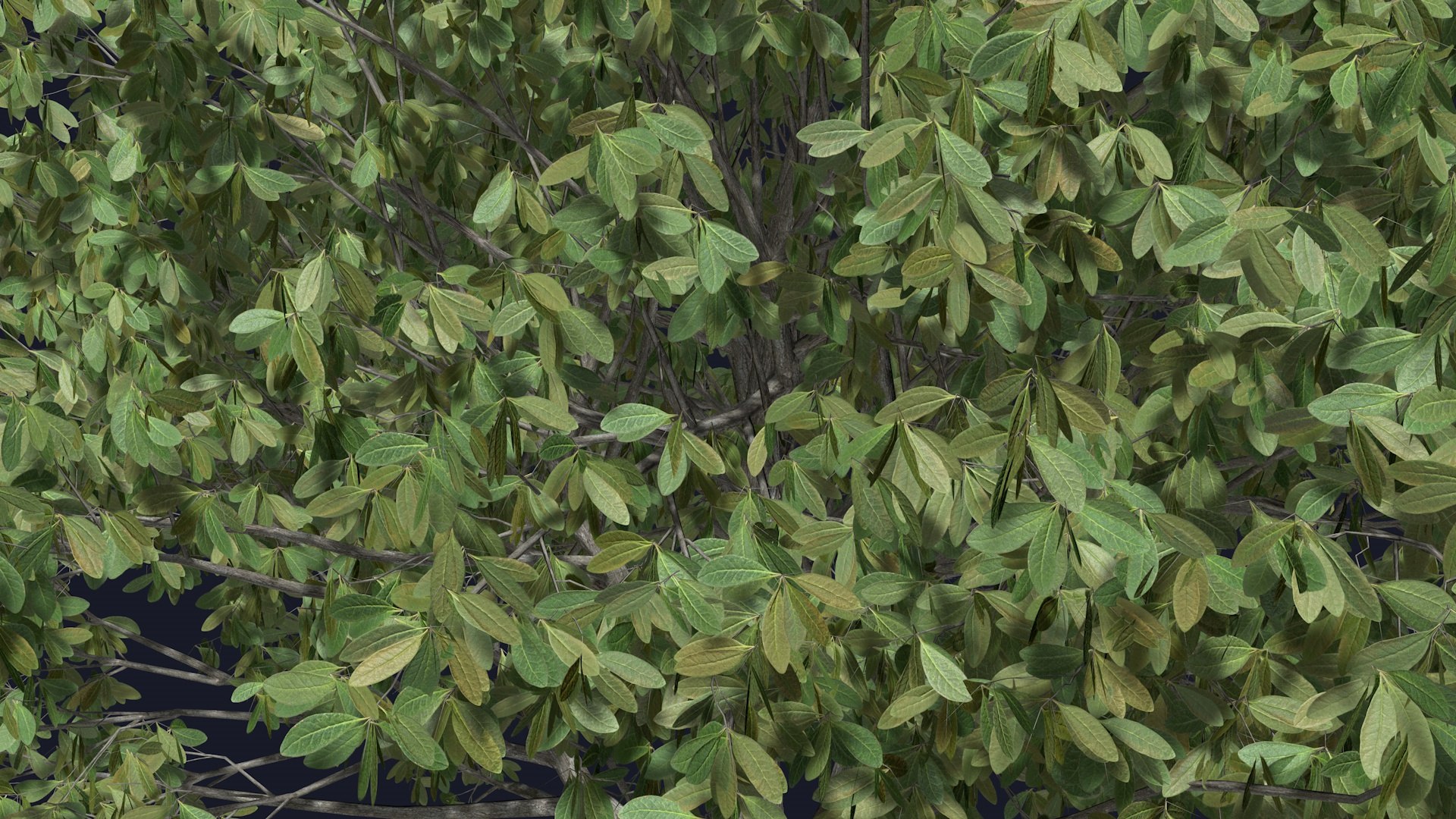 Tree leaf 3D model - TurboSquid 1703730