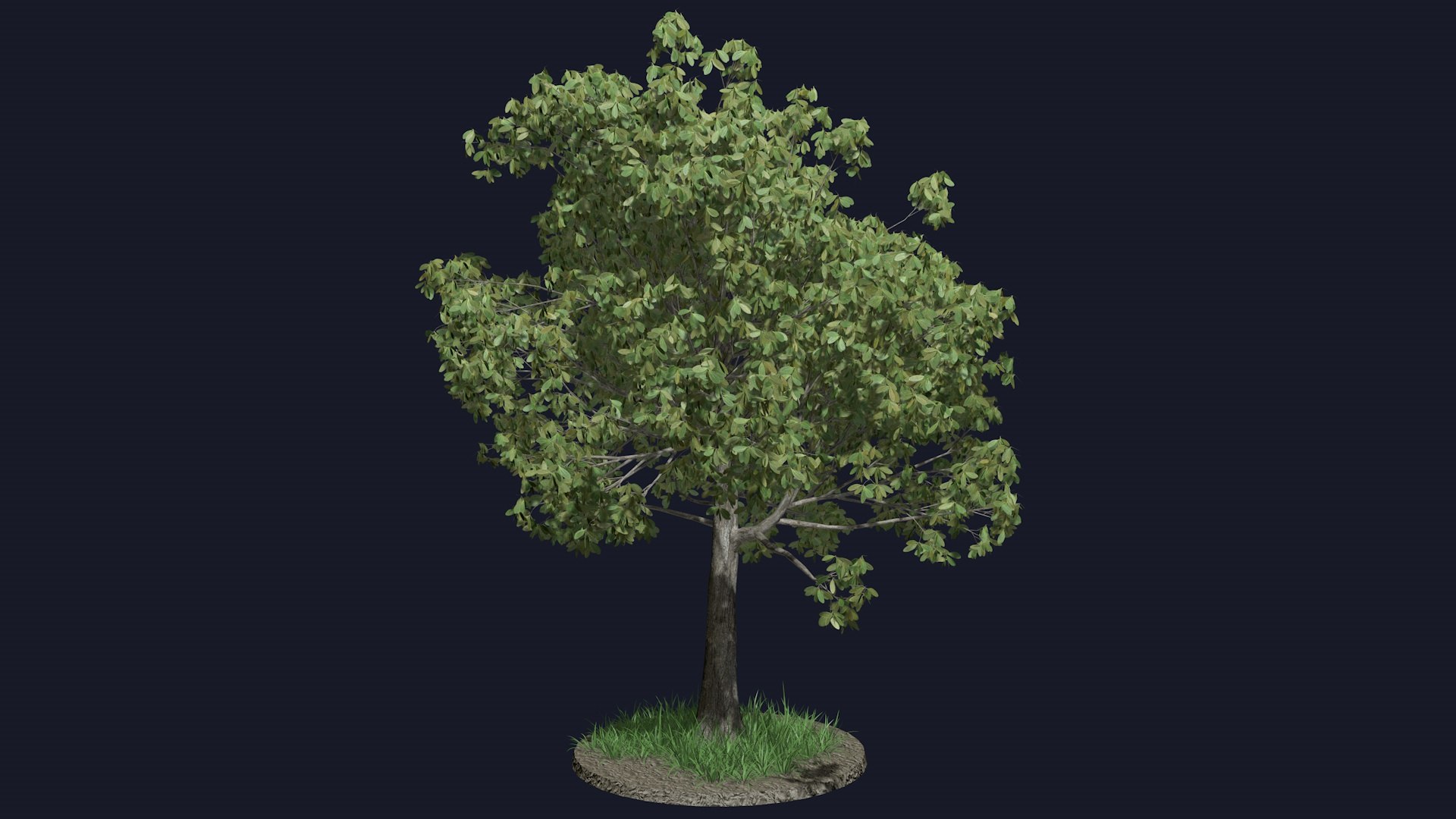 Tree leaf 3D model - TurboSquid 1703730