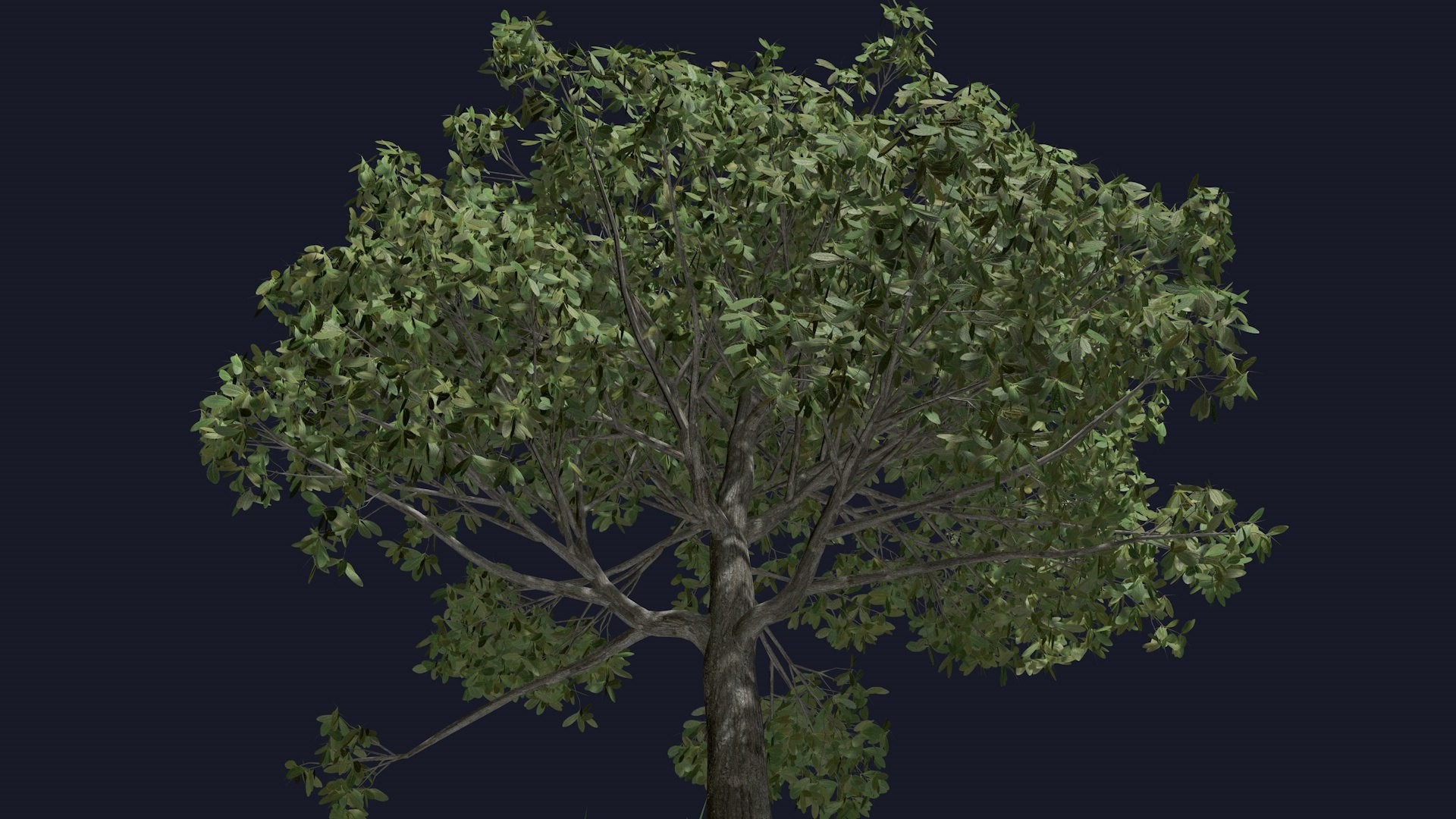 Tree leaf 3D model - TurboSquid 1703730