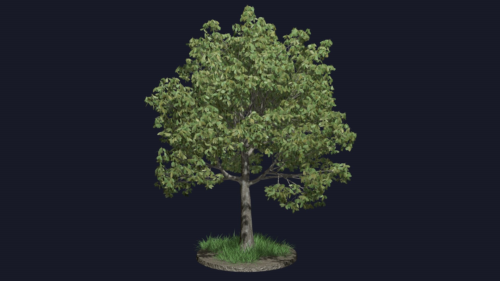 Tree leaf 3D model - TurboSquid 1703730