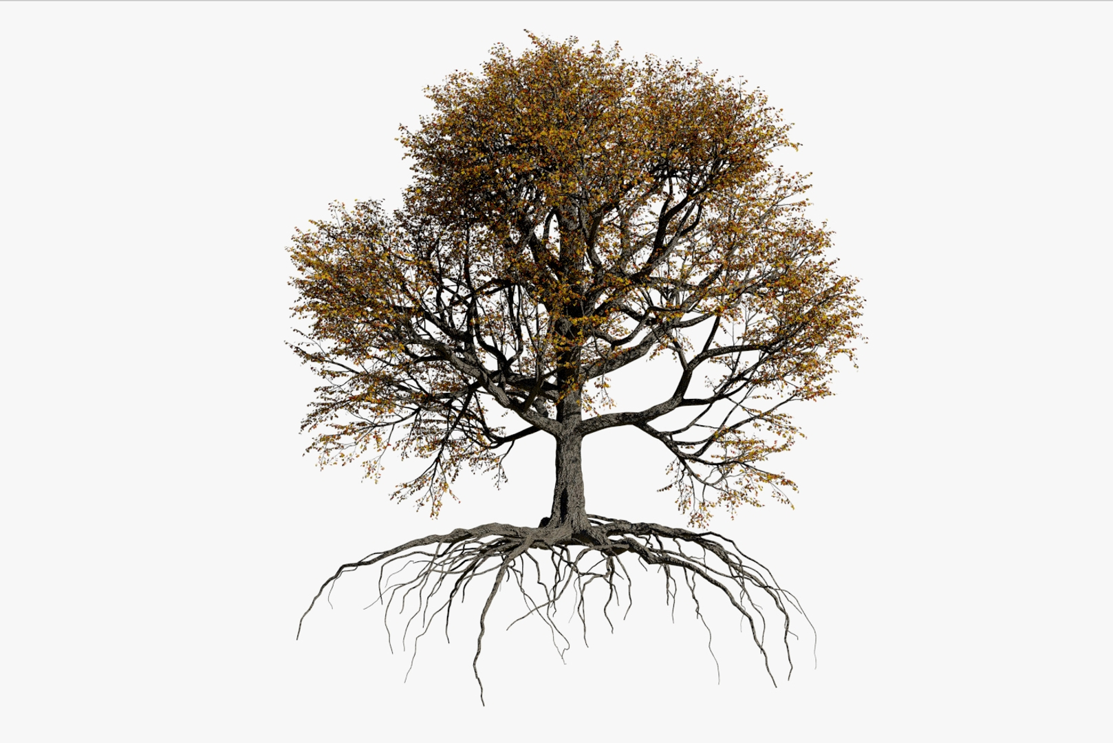 Oak Autumn 1 Tree 3D Model - TurboSquid 1375164