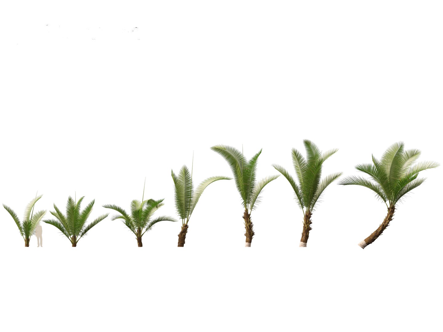 3D Cocos Nucifera - Coconut Tree Model - TurboSquid 2149530