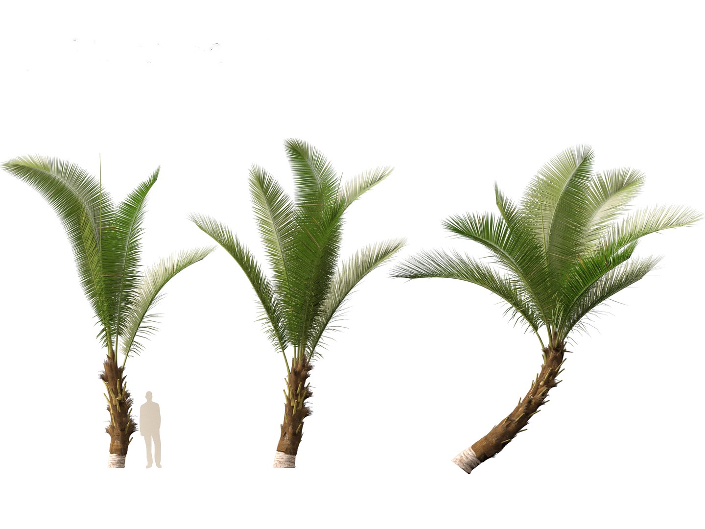 3D Cocos Nucifera - Coconut Tree Model - TurboSquid 2149530