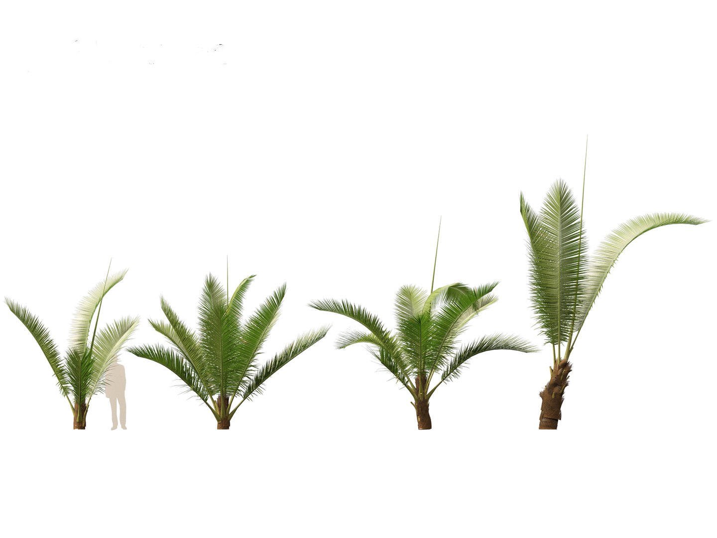 3D Cocos Nucifera - Coconut Tree Model - TurboSquid 2149530