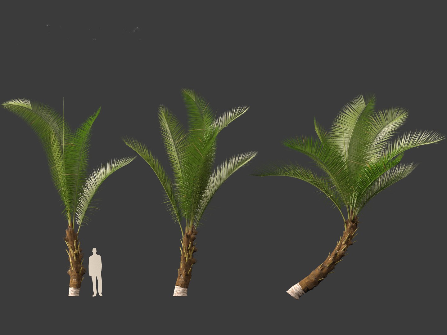 3D Cocos Nucifera - Coconut Tree Model - TurboSquid 2149530