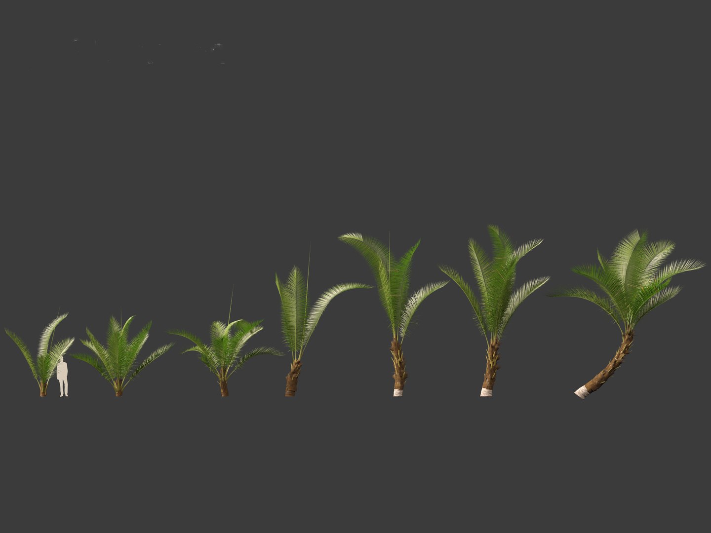 3D Cocos Nucifera - Coconut Tree Model - TurboSquid 2149530