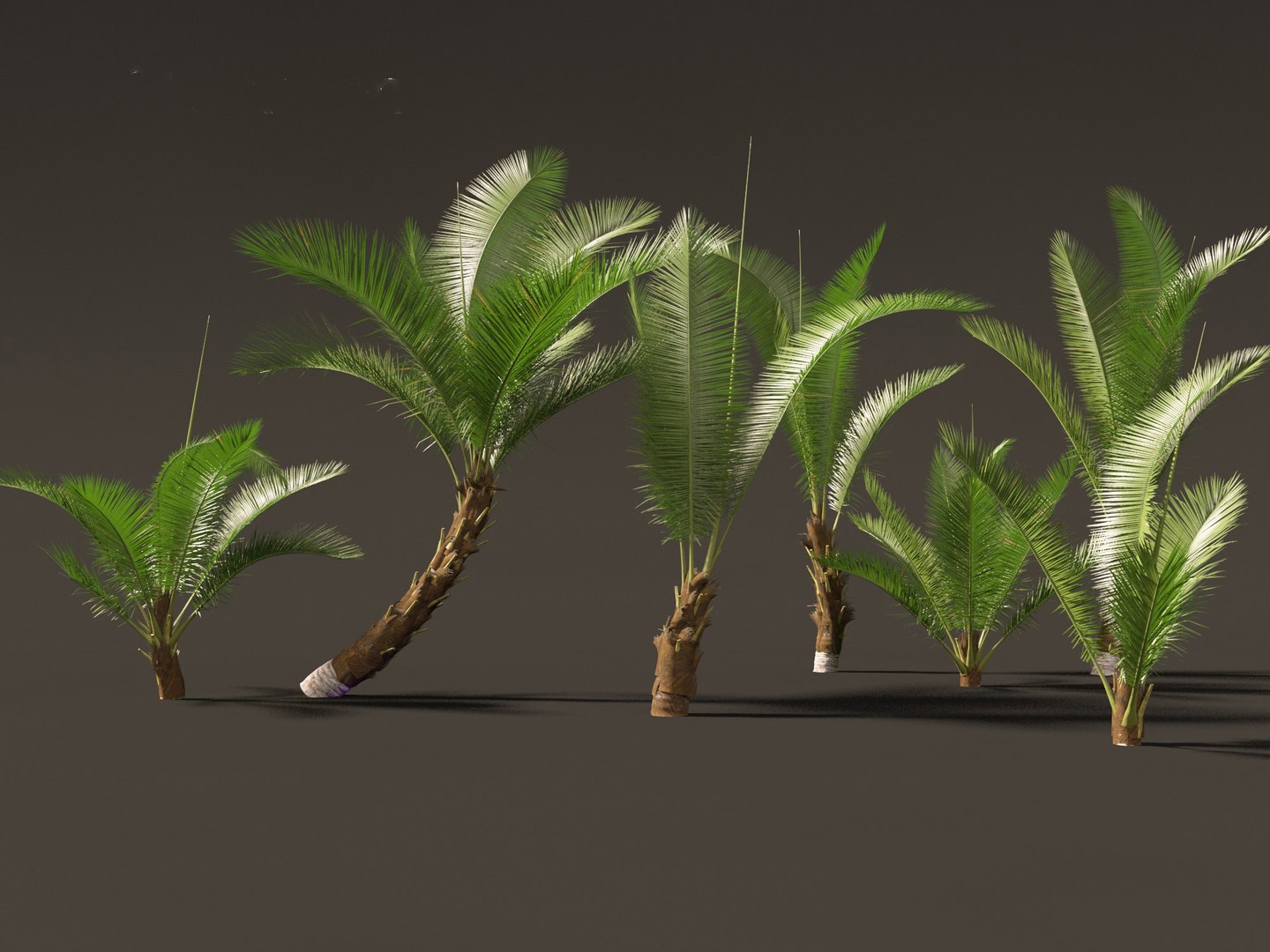 3D Cocos Nucifera - Coconut Tree Model - TurboSquid 2149530