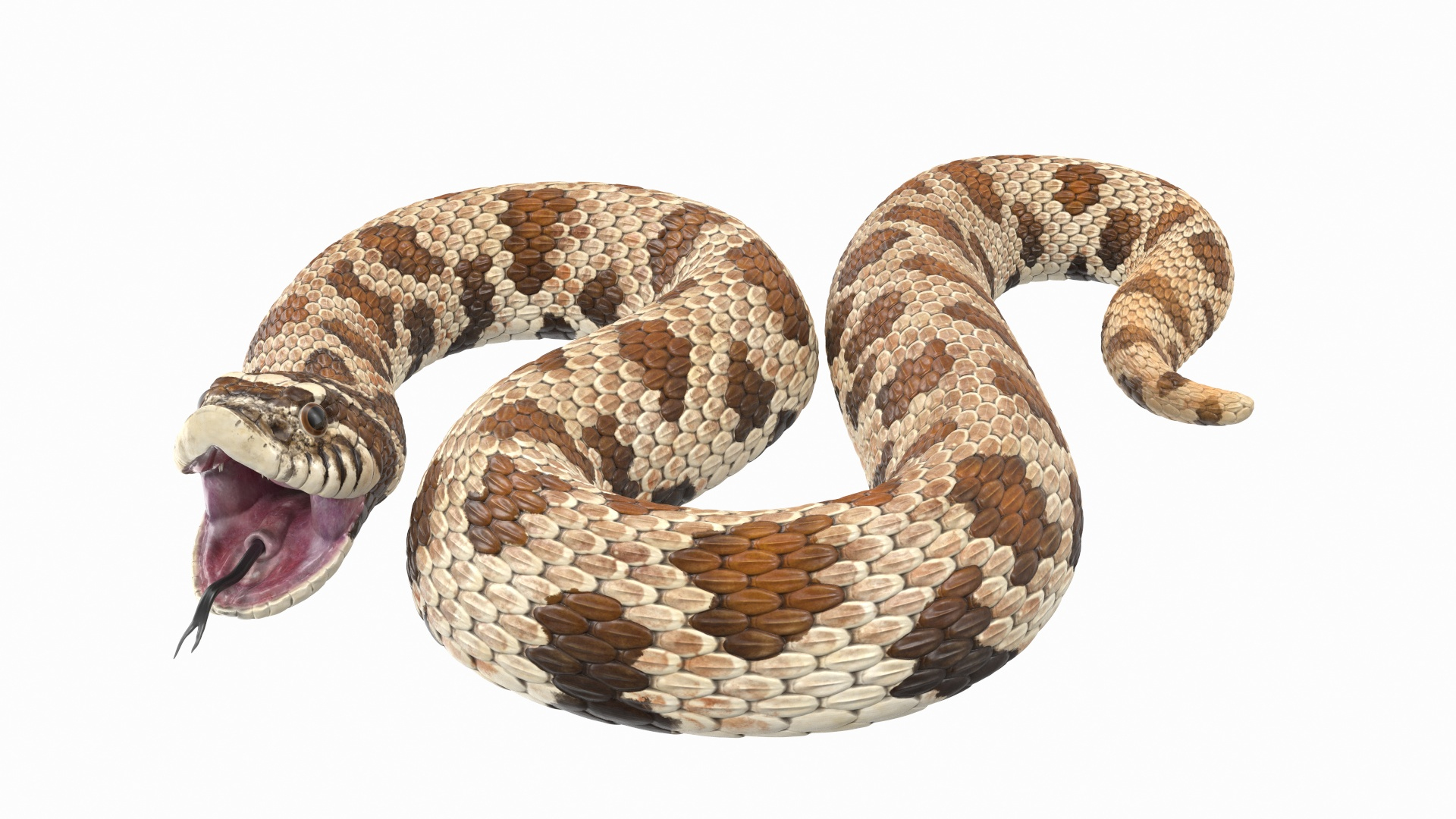 Brown Hognose Snake Rigged Model - TurboSquid 1501047
