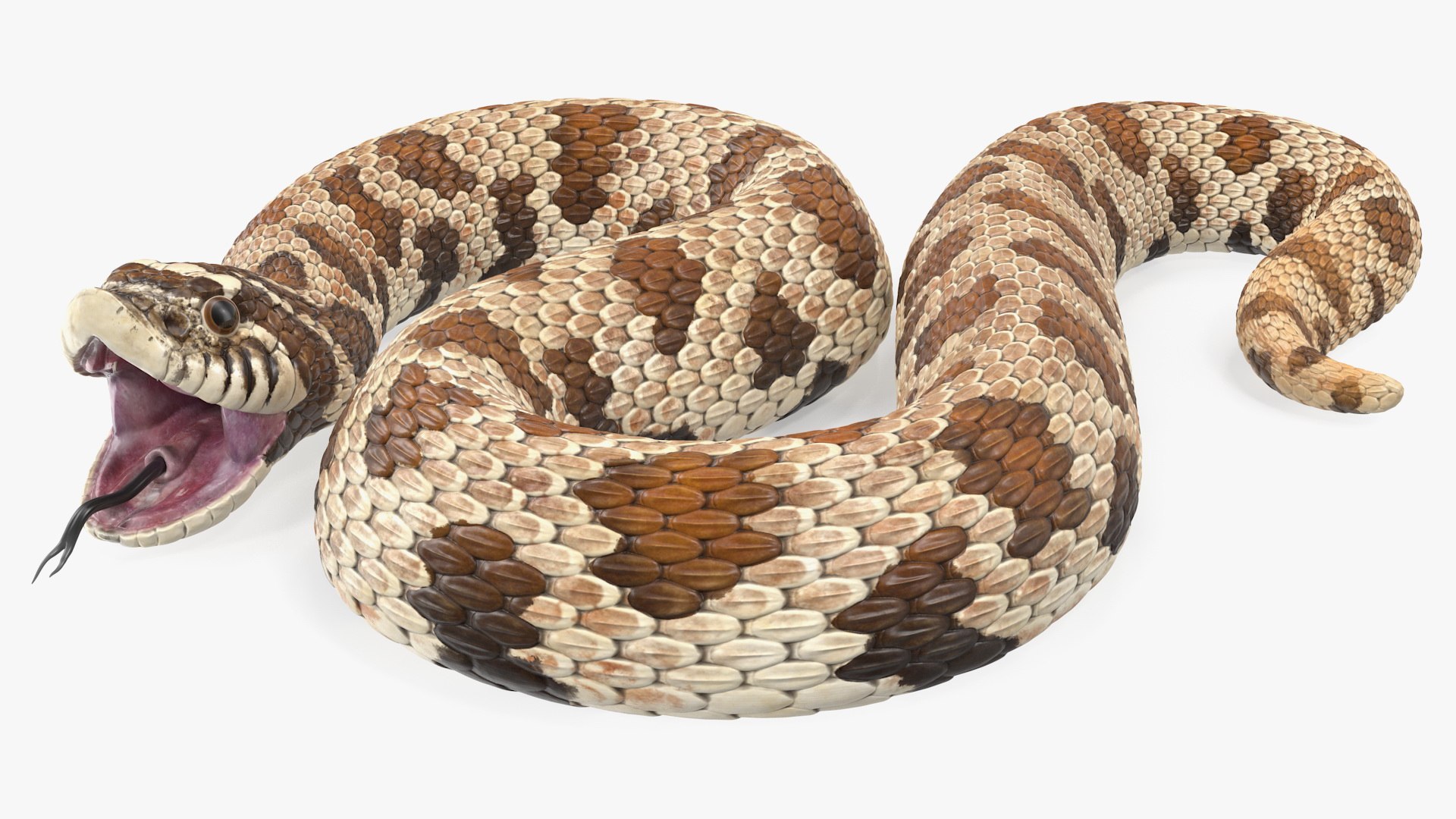 Brown Hognose Snake Rigged Model - TurboSquid 1501047