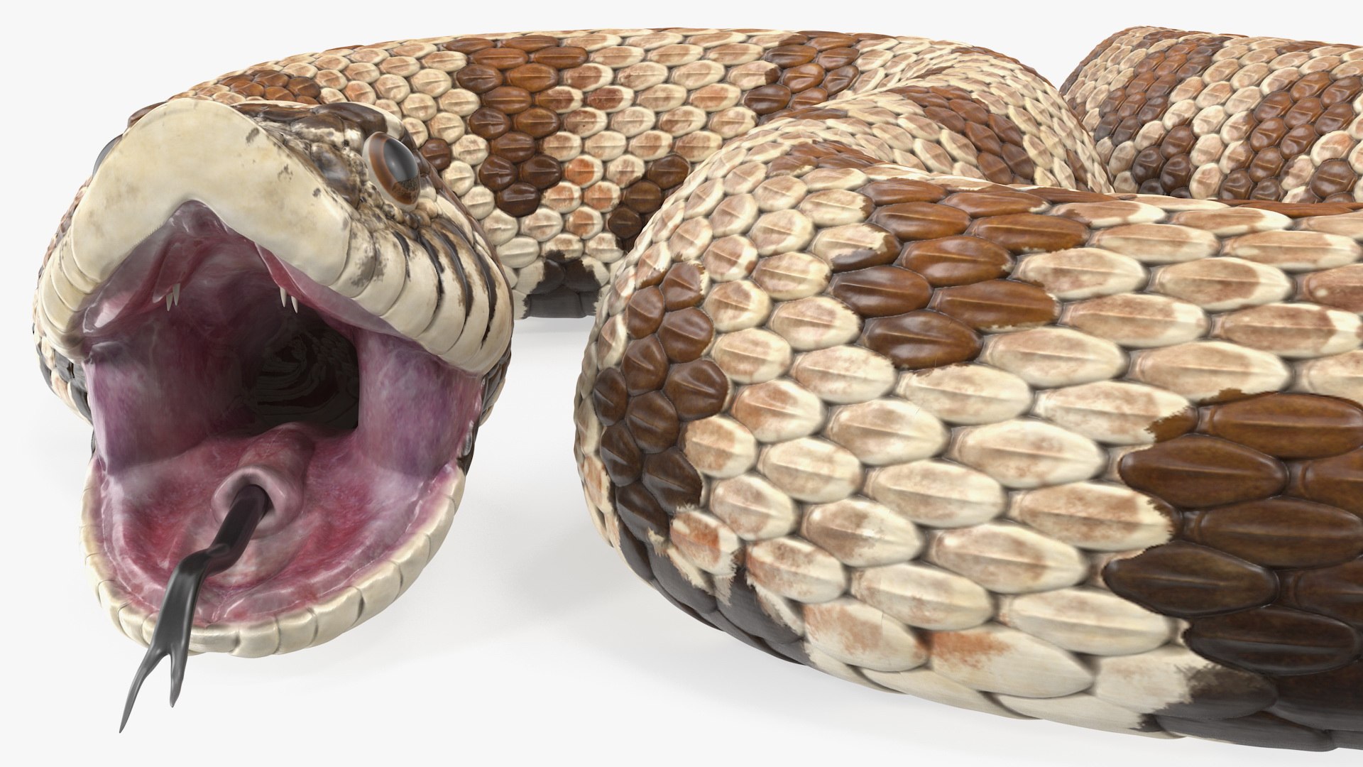 Brown hognose snake rigged model - TurboSquid 1501047