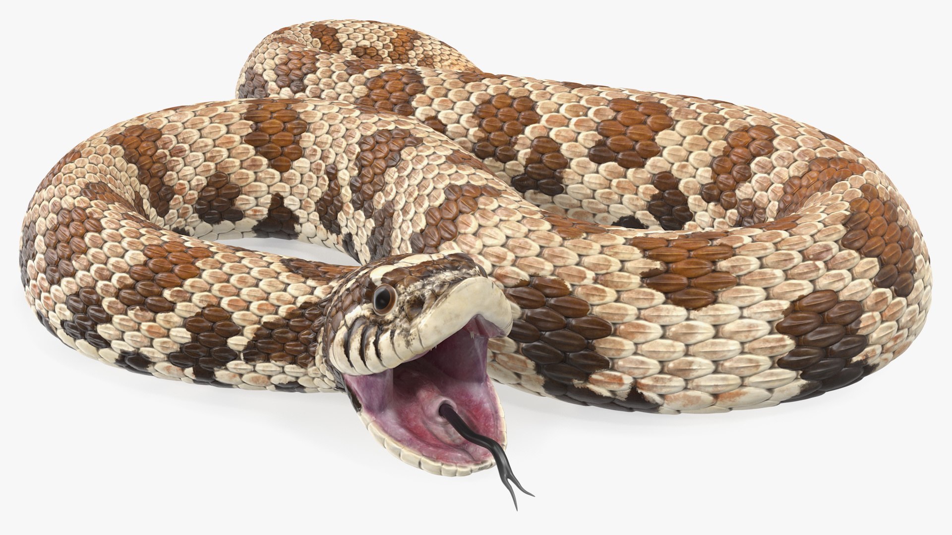 Brown Hognose Snake Rigged Model - TurboSquid 1501047