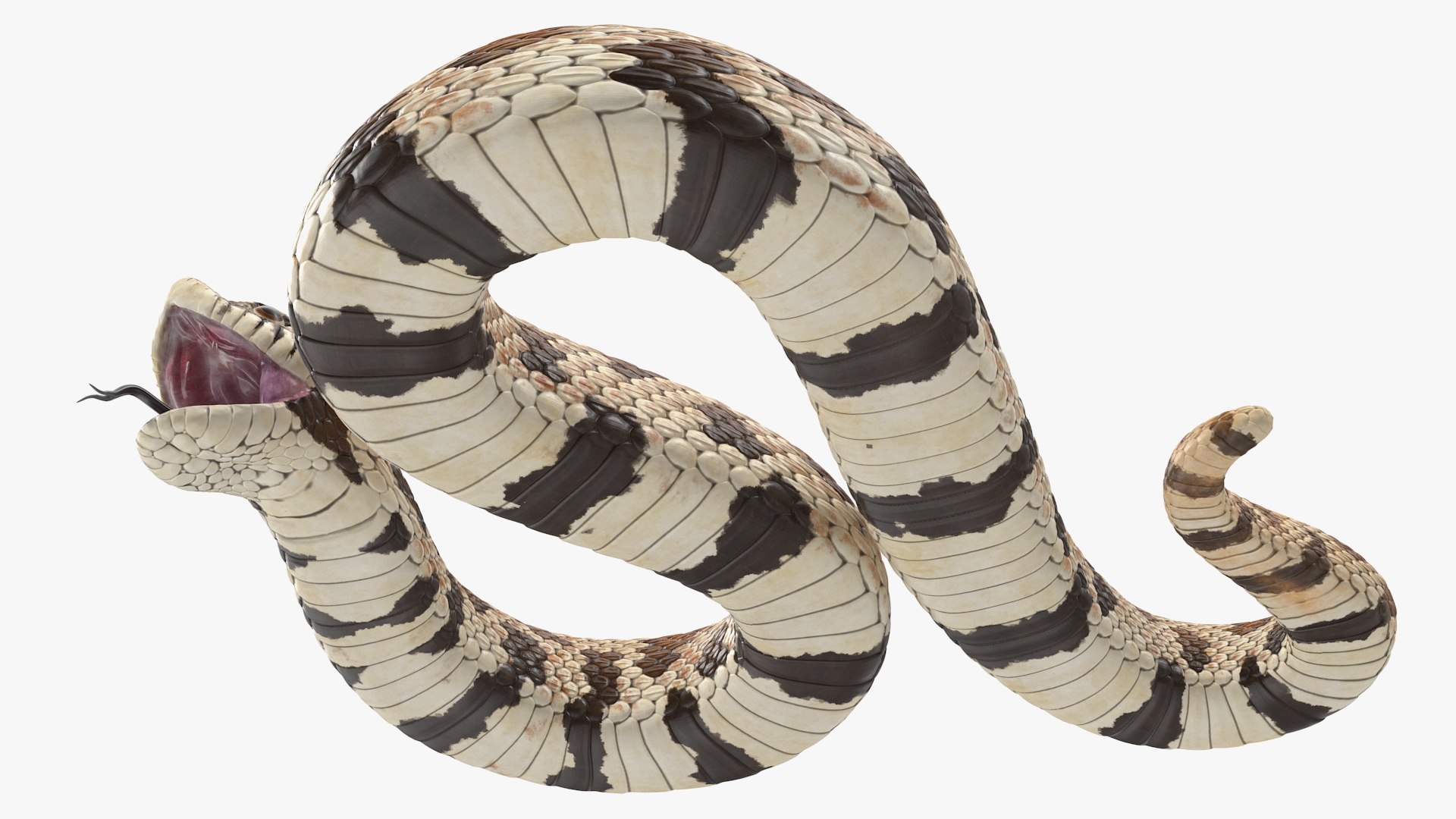 Brown hognose snake rigged model - TurboSquid 1501047
